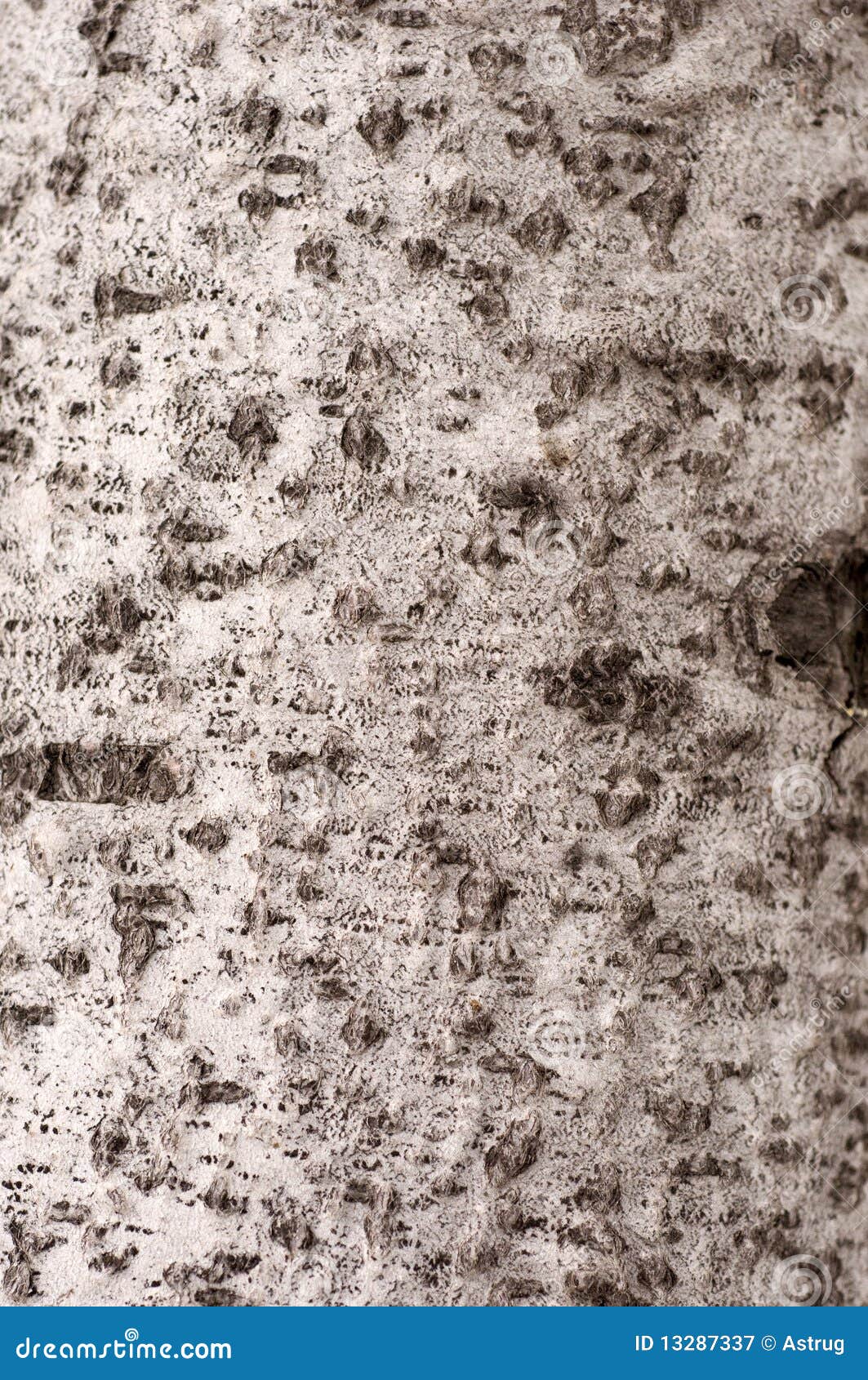 De textuur van de boom stock afbeelding. Image of beige - 13287337