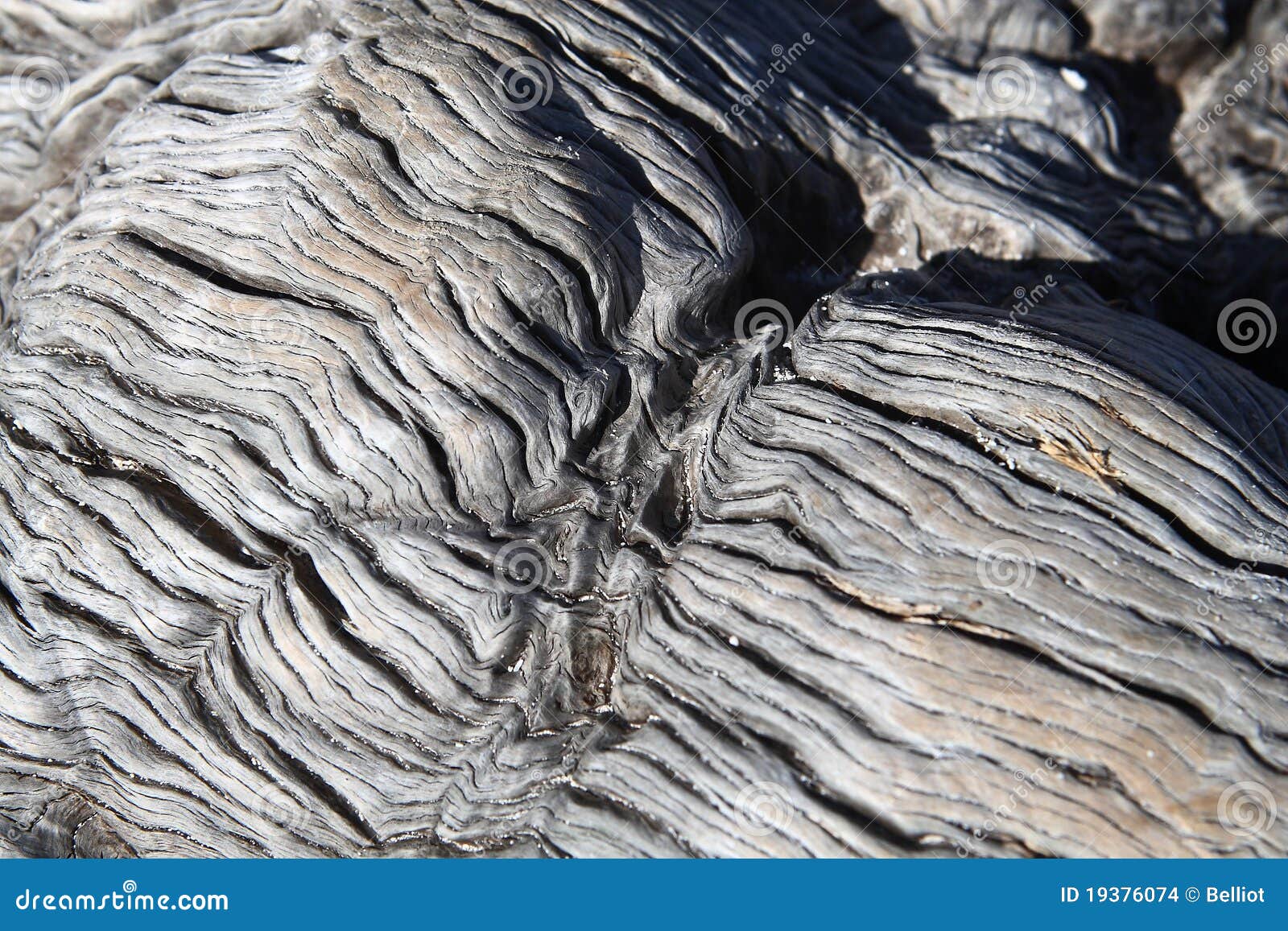 De textuur van de boom stock foto. Image of textuur, lijnen - 19376074