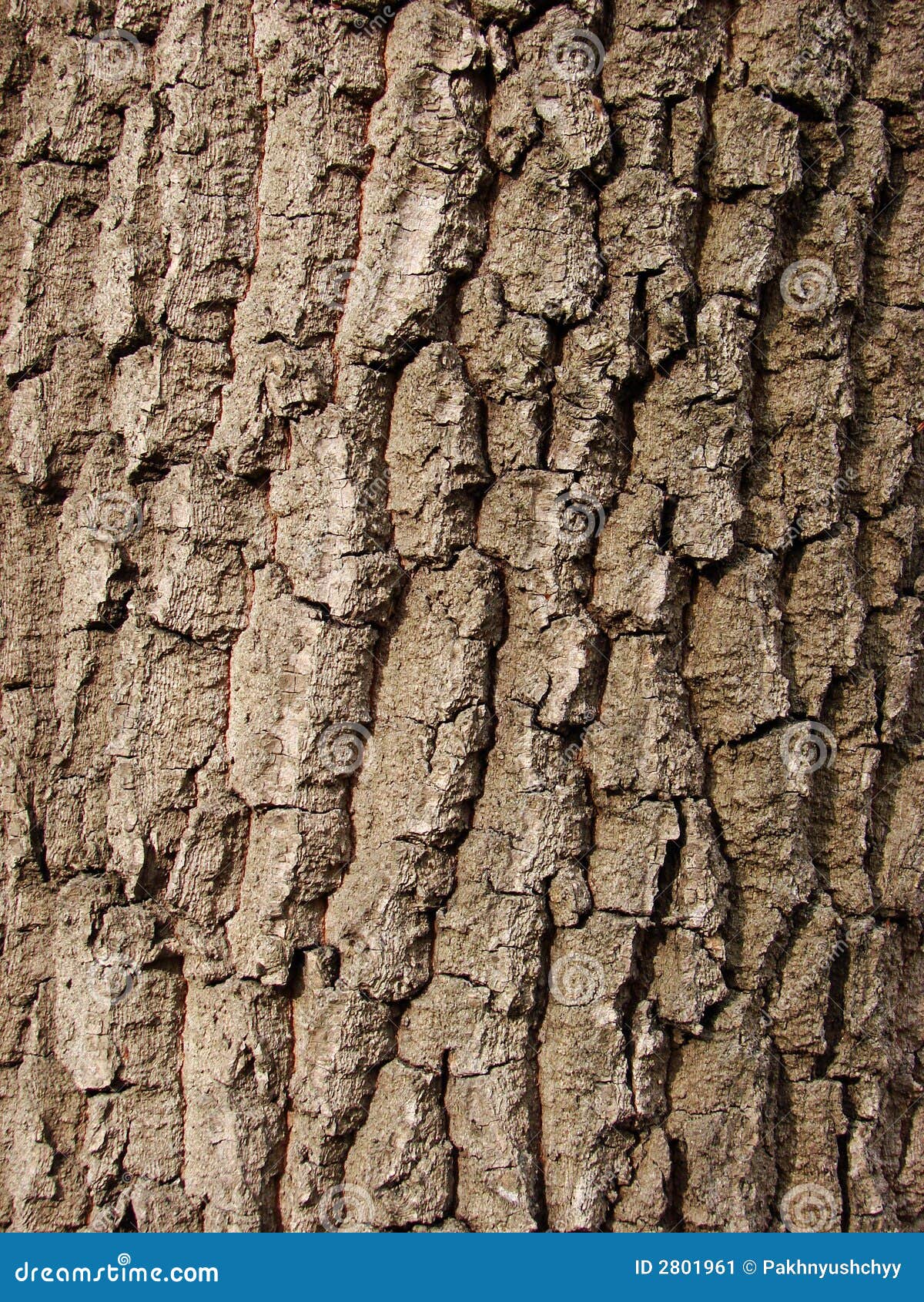 De textuur van de boom stock afbeelding. Image of barst - 2801961