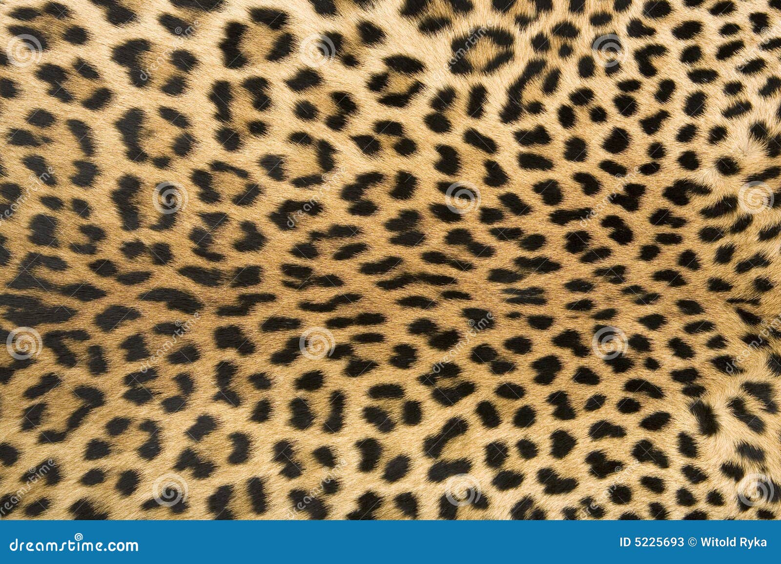 De Textuur Van De Huid Van Luipaard Stock Afbeelding - Image of dier ...