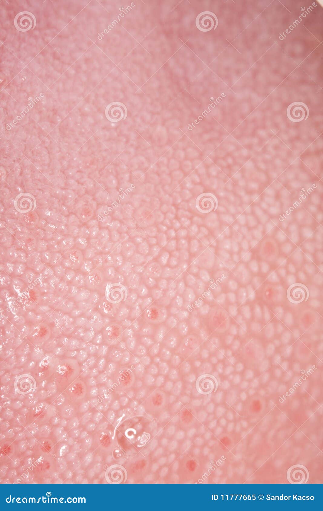 De textuur van de tong stock afbeelding. Image of papil - 11777665