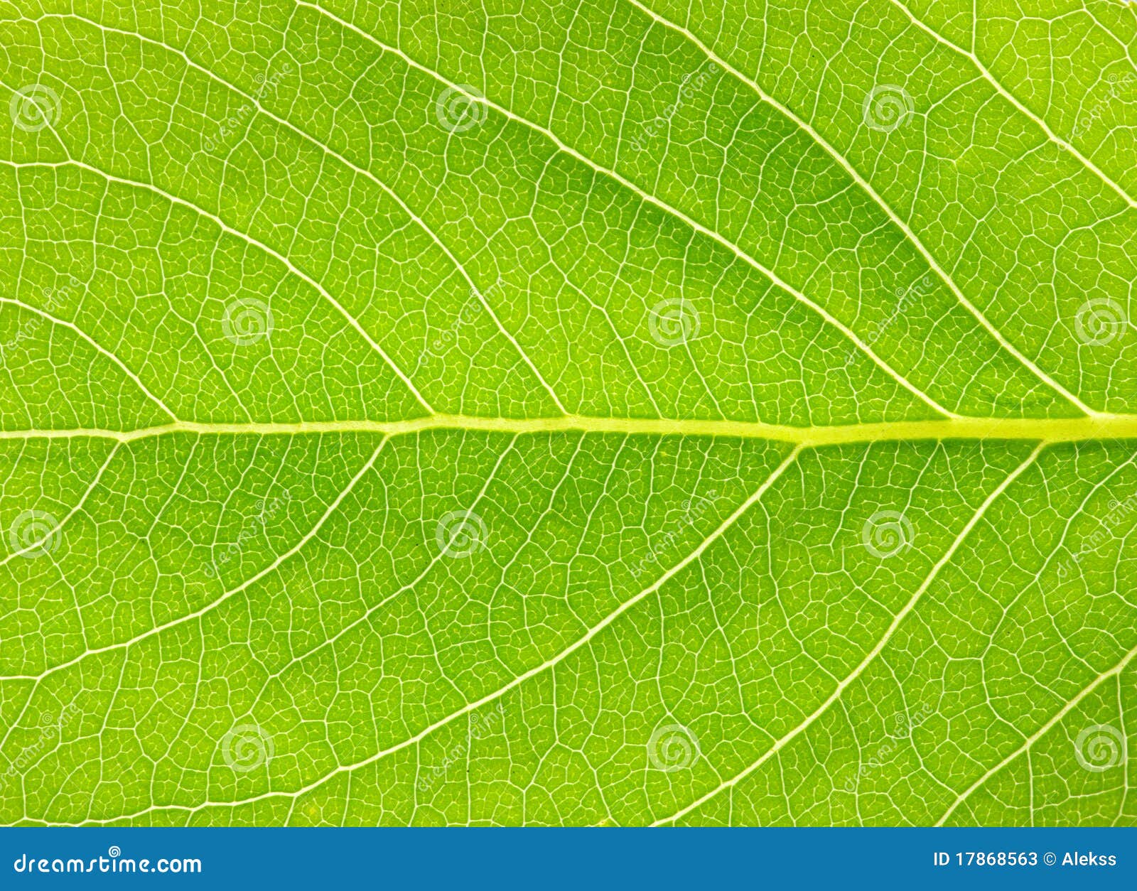 De textuur van het blad stock afbeelding. Image of groenachtig - 17868563