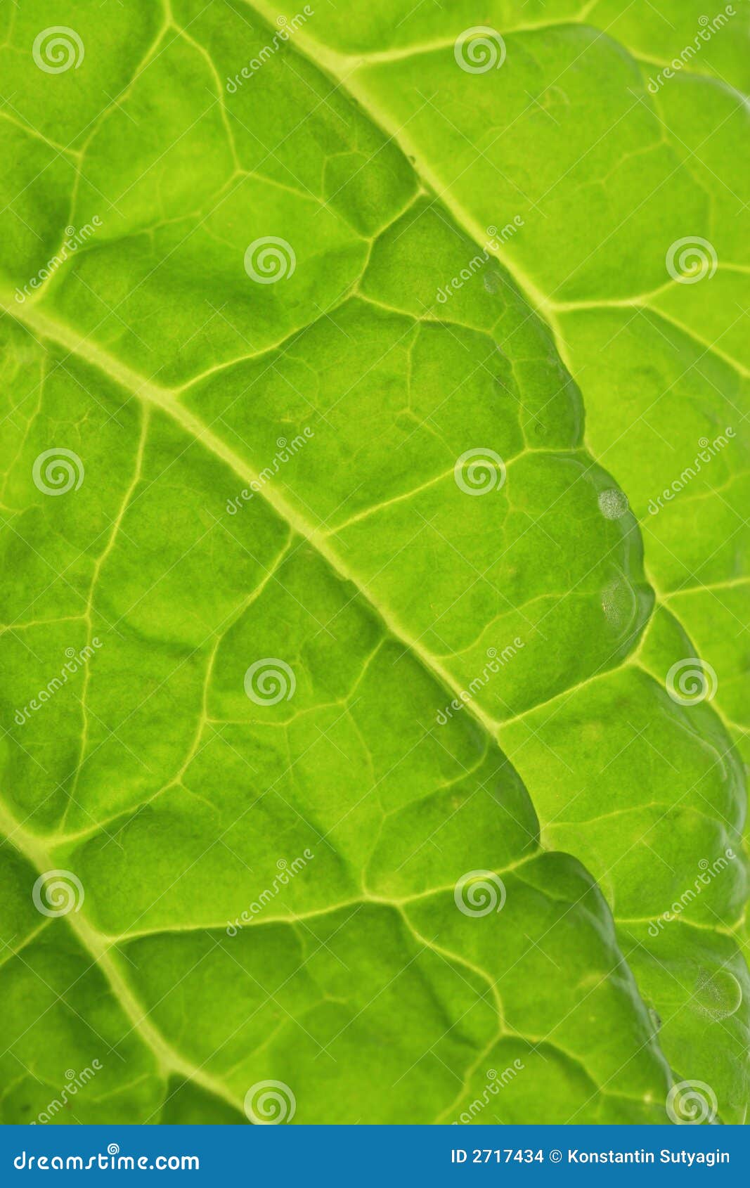 De textuur van het blad stock foto. Image of vers, verzadigd - 2717434