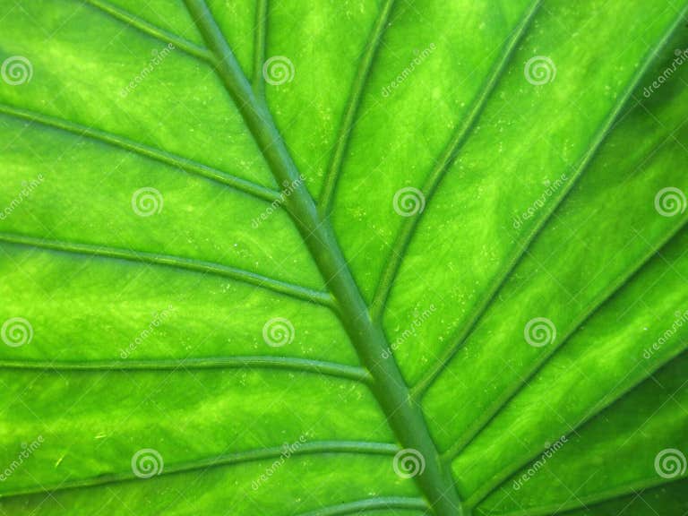 De textuur van het blad stock foto. Image of aansluting - 2740406