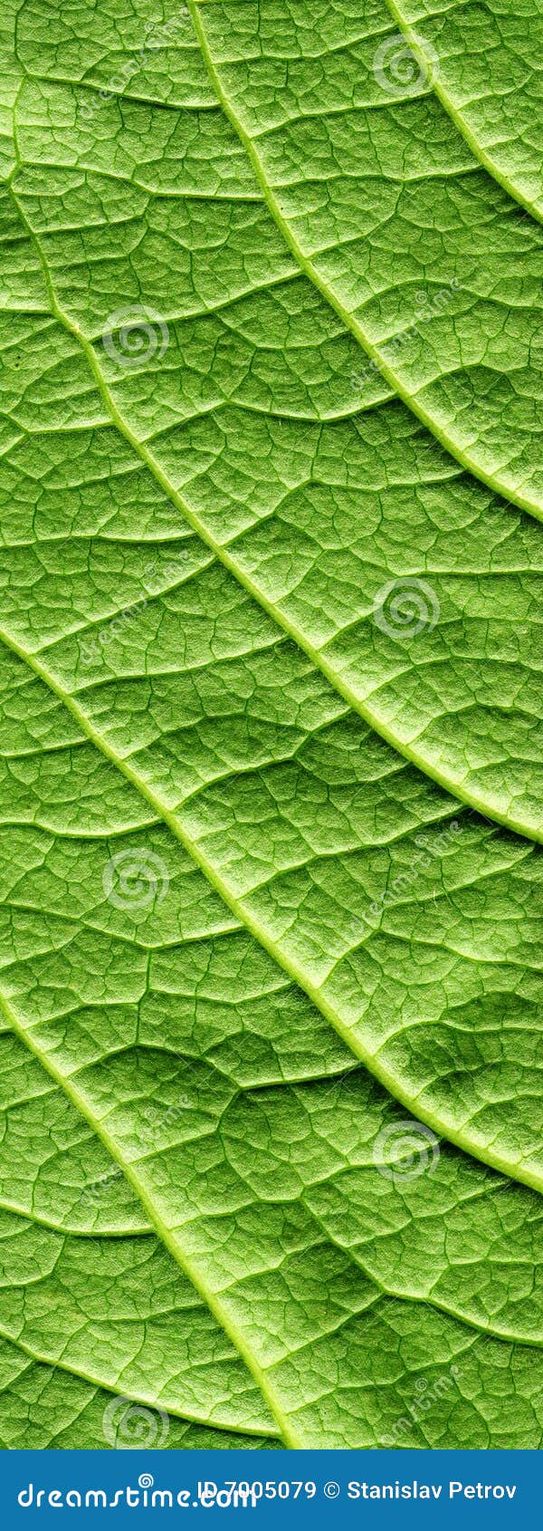 De textuur van het blad stock afbeelding. Image of gebladerte - 7005079