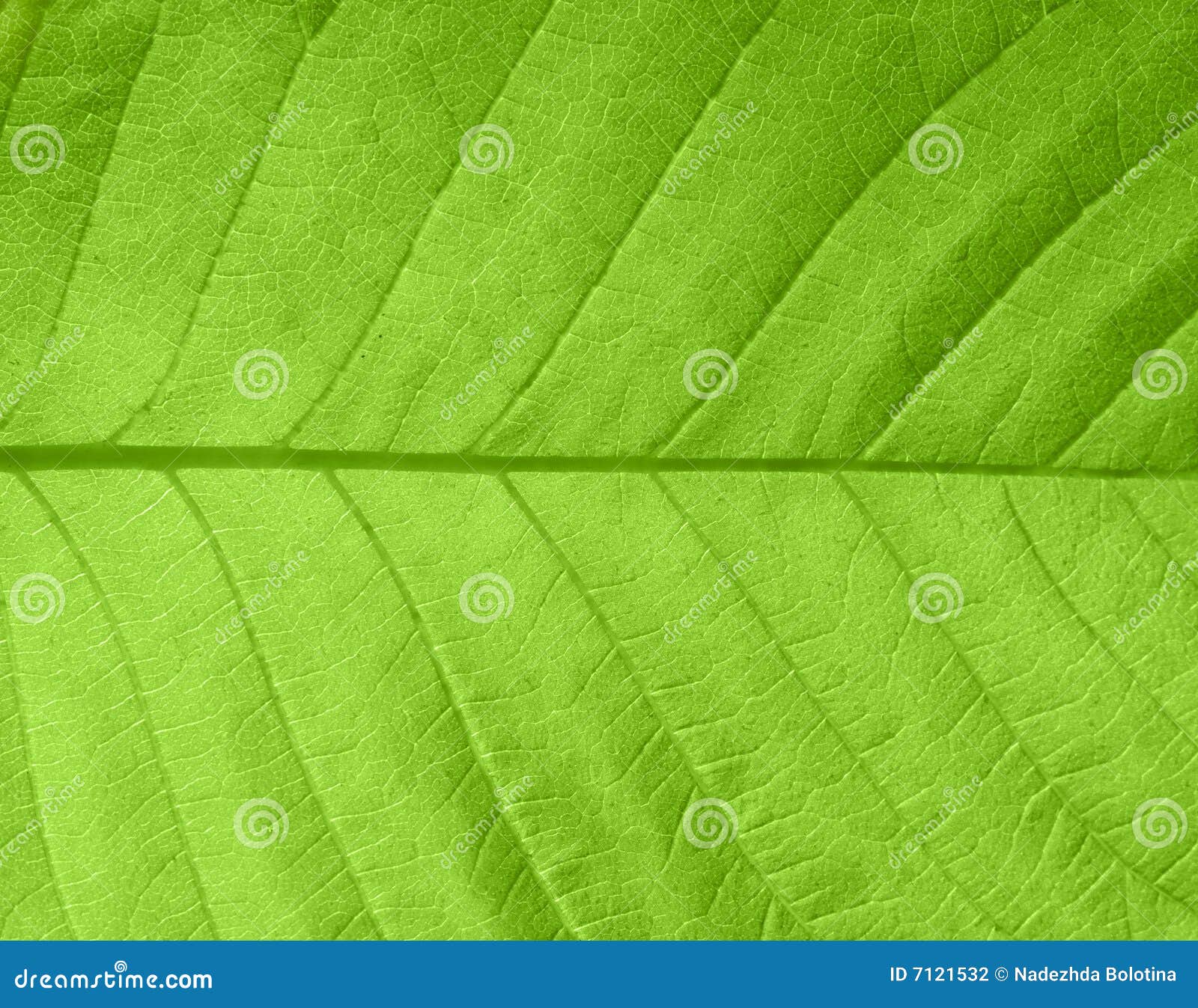 De textuur van het blad stock foto. Image of ecologie - 7121532