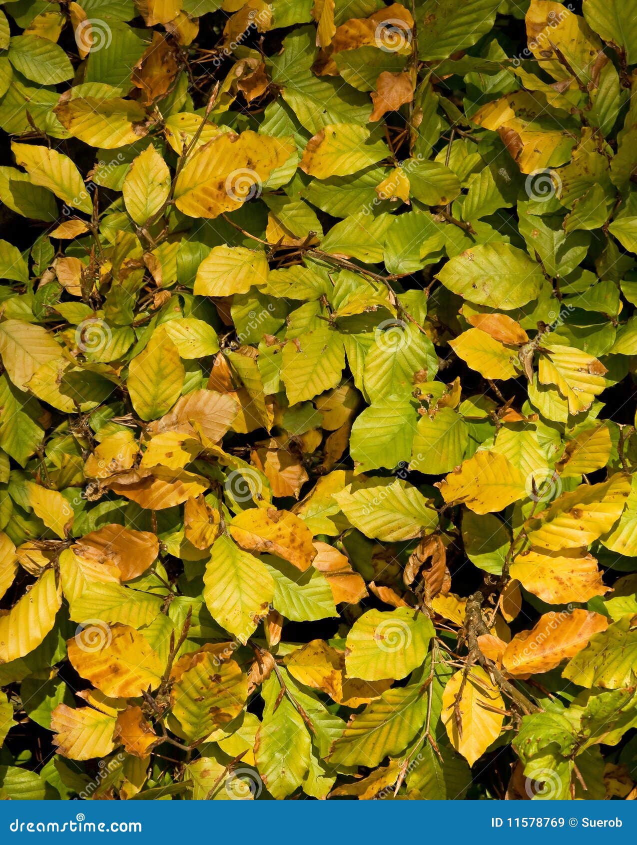 De Textuurachtergrond Van Het Blad Van De Beuk Stock Afbeelding - Image ...