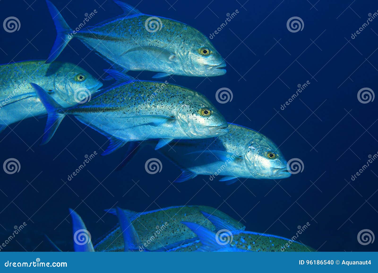 De Thonine Poissons Trevally Photo stock - Image of nourriture, durée ...