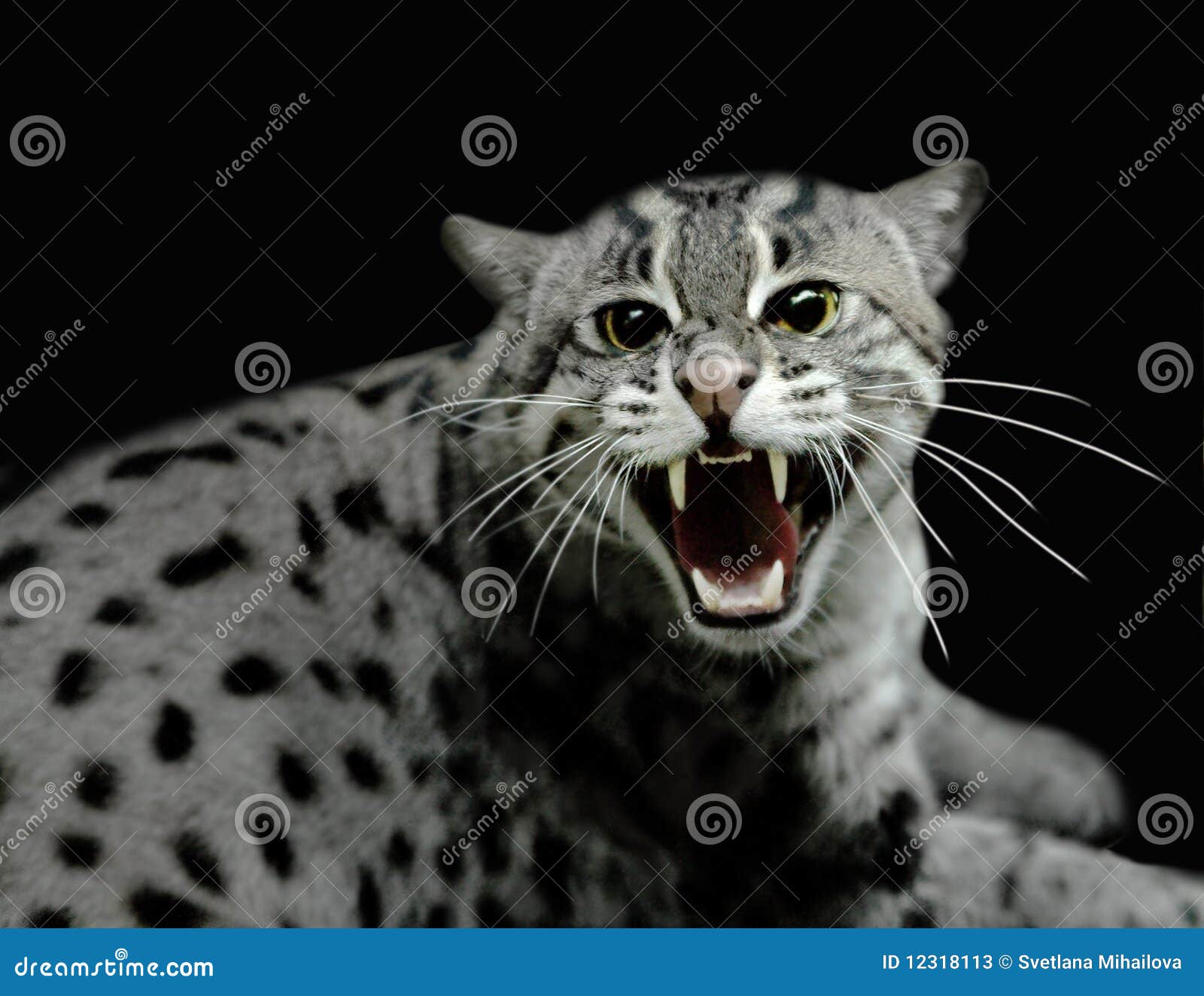 De tijgerkat van het gesis stock afbeelding. Image of opgeschrokken ...