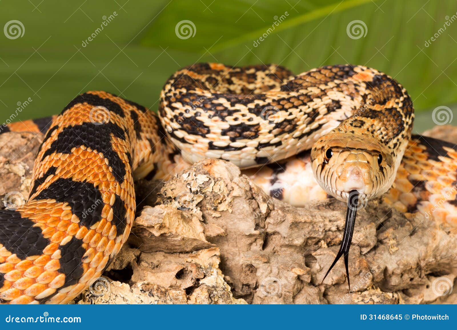 De Tong Van De Close-upslang Stock Afbeelding - Image of slangen, groot ...