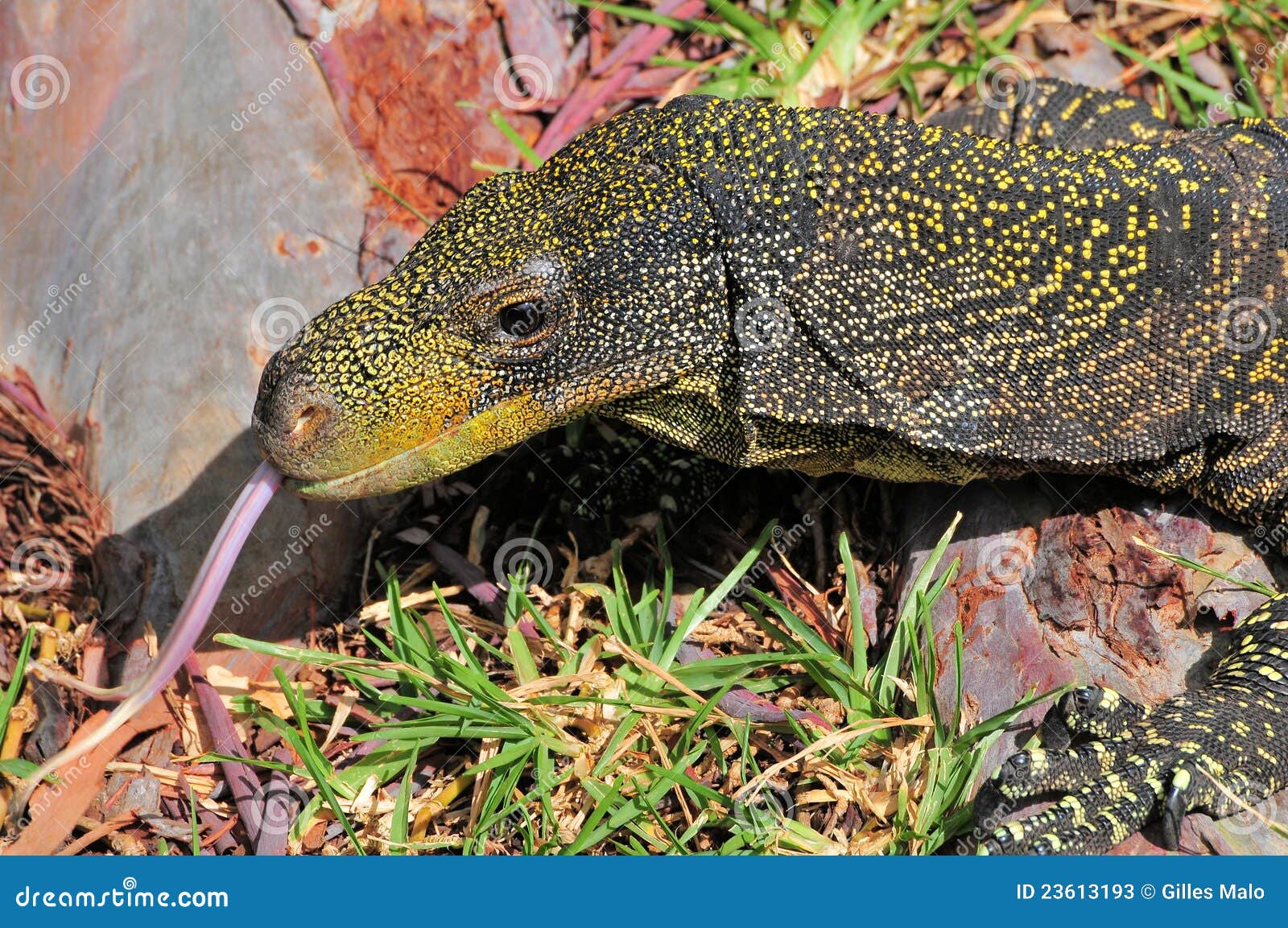 De Tong van de hagedis stock afbeelding. Image of park - 23613193