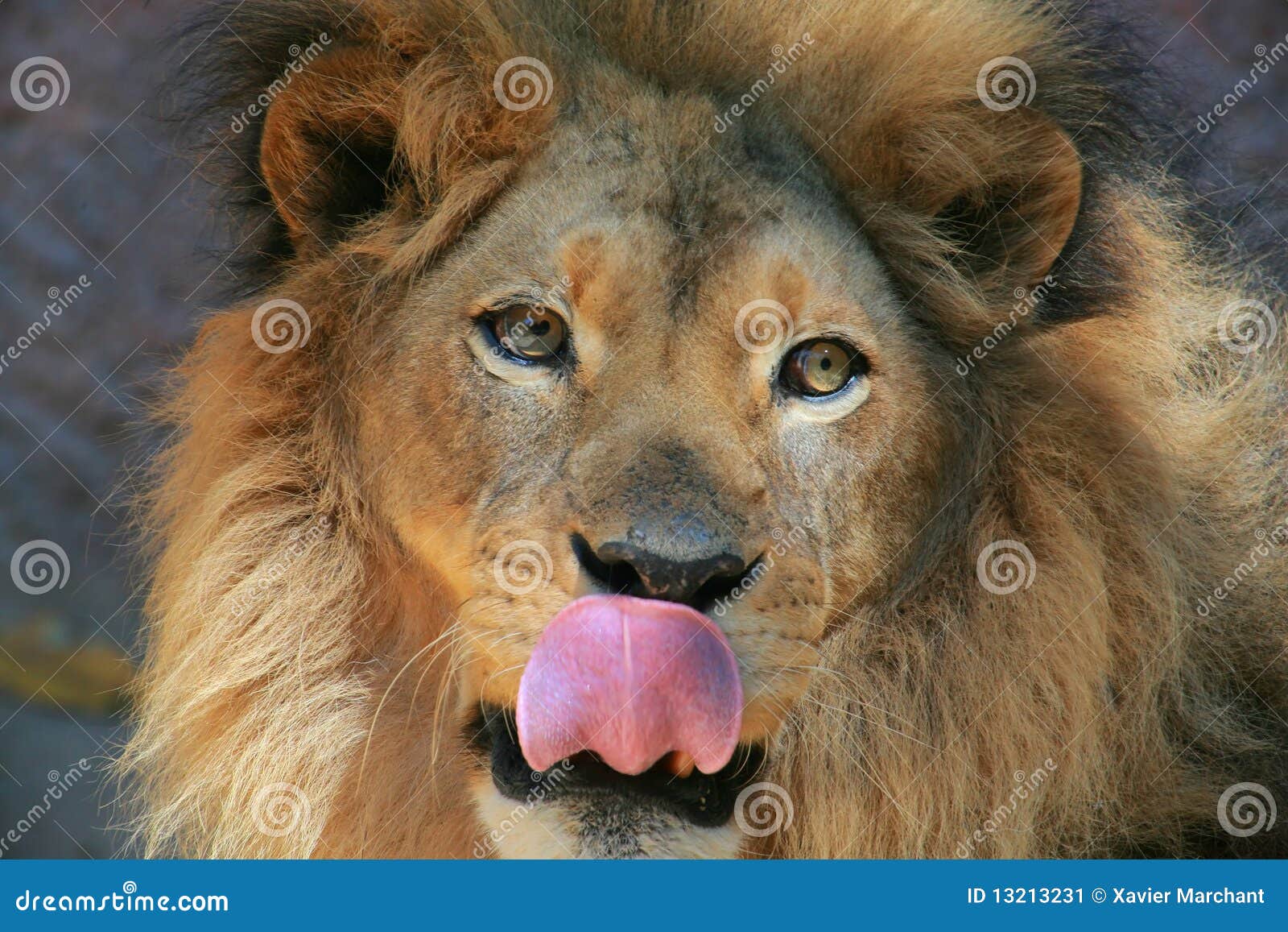 De tong van de leeuw stock afbeelding. Image of mond - 13213231
