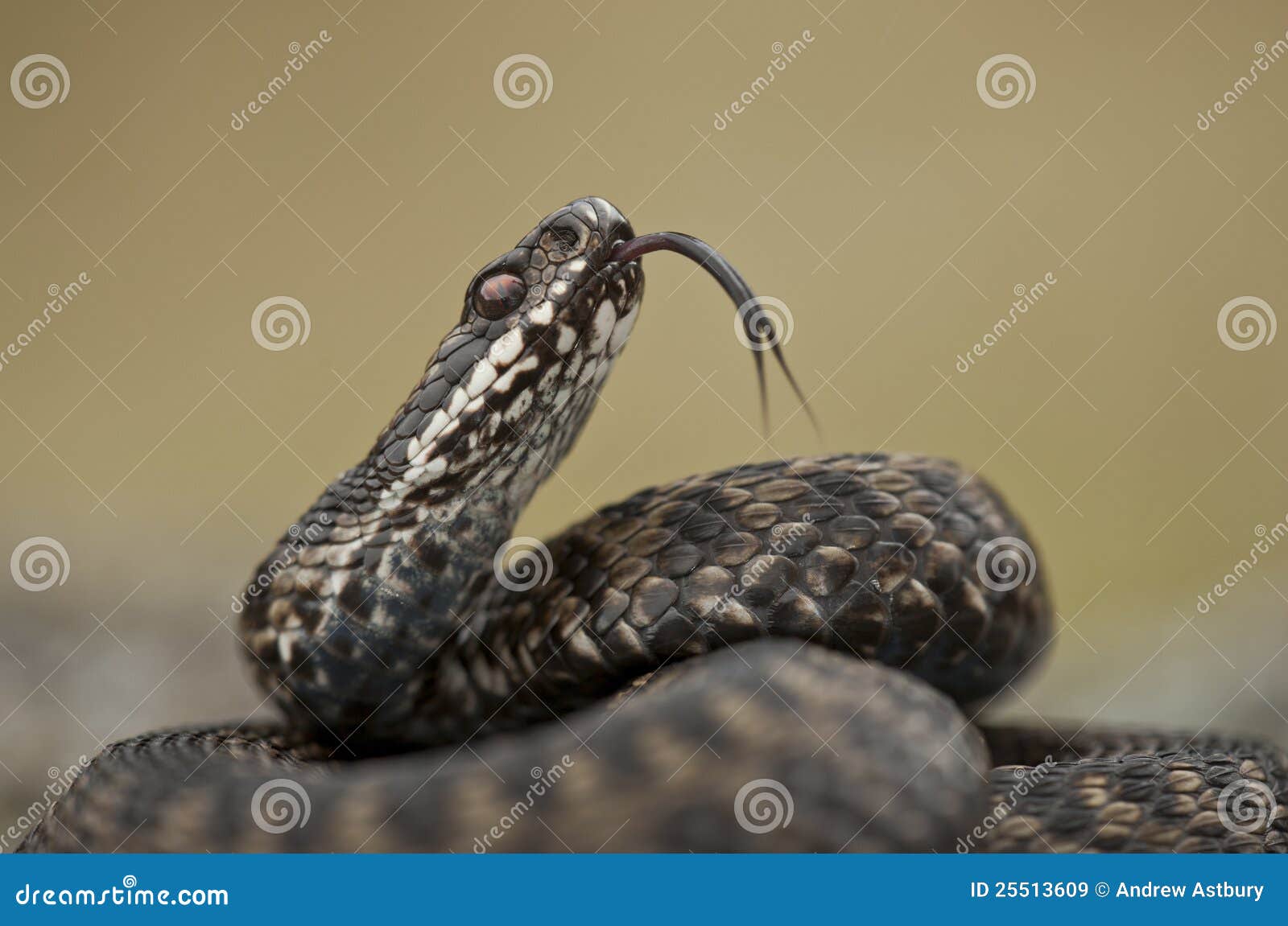 De Tong van de slang Flick stock afbeelding. Image of herpetologie ...