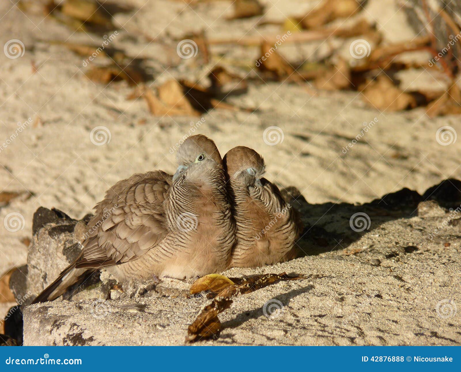 De Tortelduif Van Madagascar Stock Foto - Image of vogelstand, kijken ...