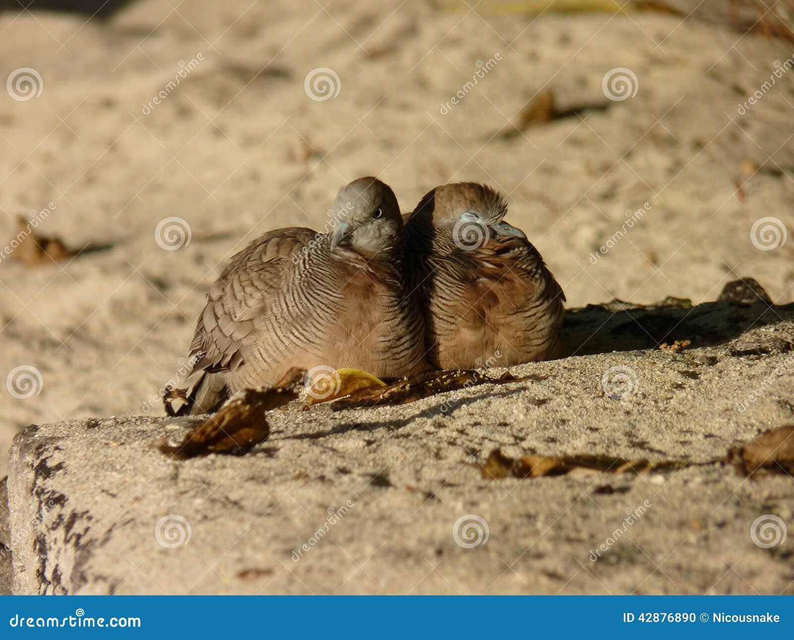 De Tortelduif Van Madagascar Stock Foto - Image of dieren, nave: 42876890