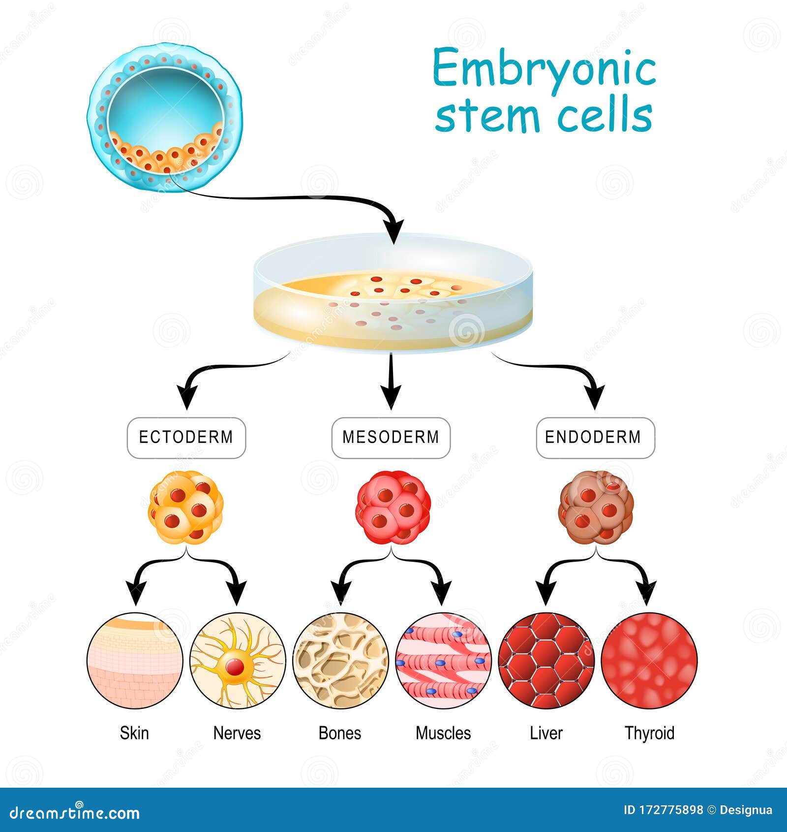 De Totipotente a Pluripotente, Multipotente Y Unipotente Celular ...