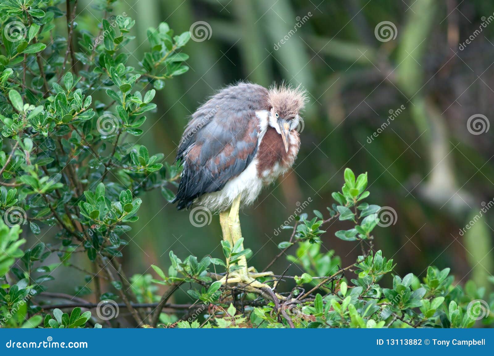 De Tri Gekleurde Reiger Van De Baby Stock Foto - Image of jong, buiten ...