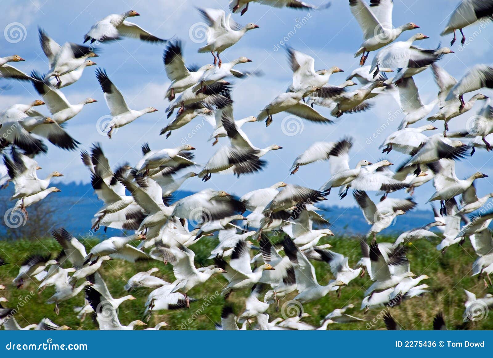 In de Troep stock foto. Image of menigte, wolken, overvol - 2275436