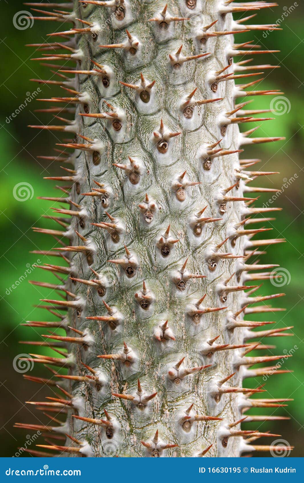 De Tropische Boom Van De Stam Met Naald Stock Afbeelding - Image of ...