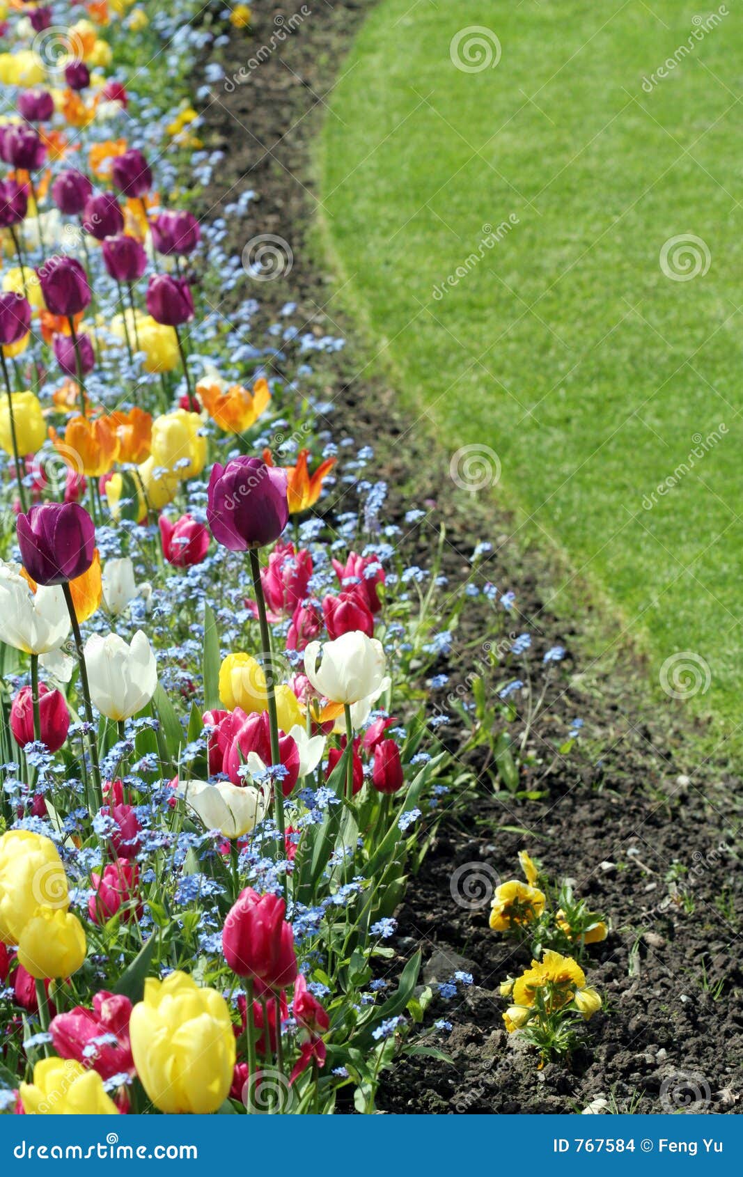 De tuin van de tulp stock foto. Image of gras, groen, krommen - 767584