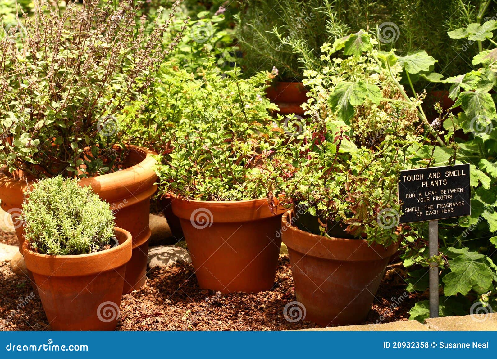 De tuin van het kruid stock foto. Image of levensonderhoud - 20932358