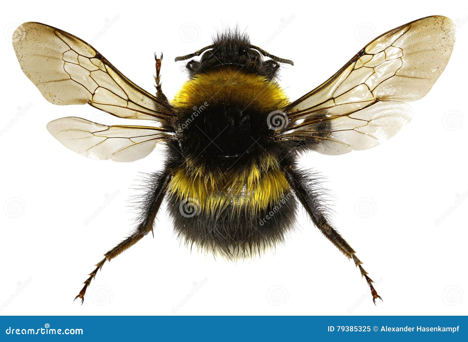 De Tuinhommel Op Witte Achtergrond Stock Afbeelding - Image of ...