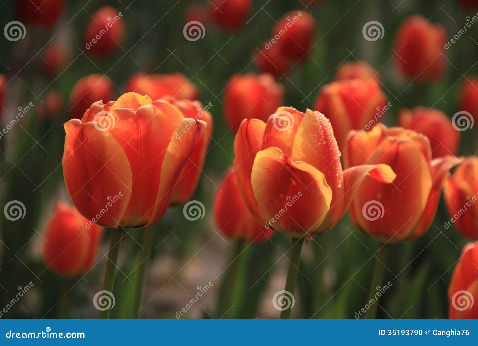 De tulp stock foto. Image of bloesem, horizontaal, bloem - 35193790