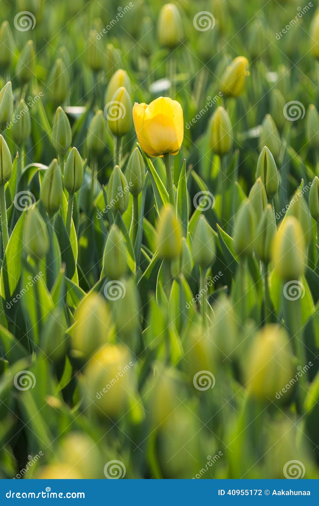 De tulp stock foto. Image of mooi, bloemen, nederland - 40955172
