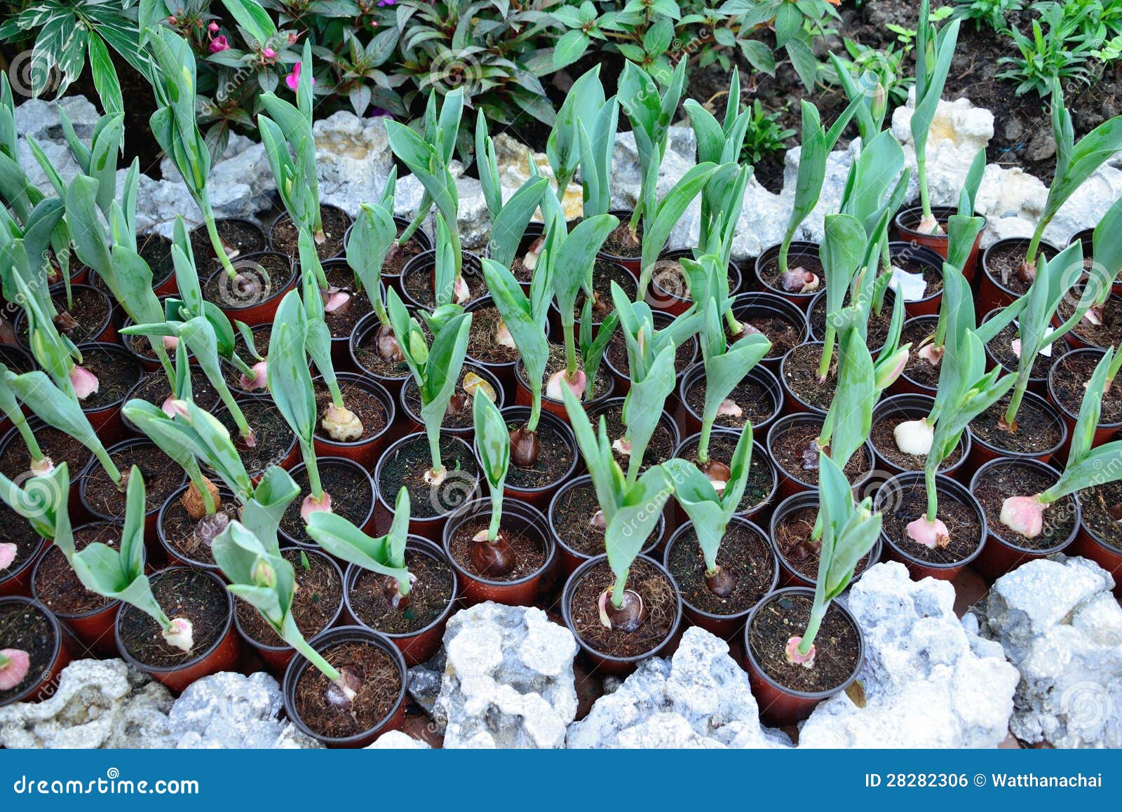 De Tulp Van De Groei in Plastic Pot. Stock Foto - Image of nave, knop ...