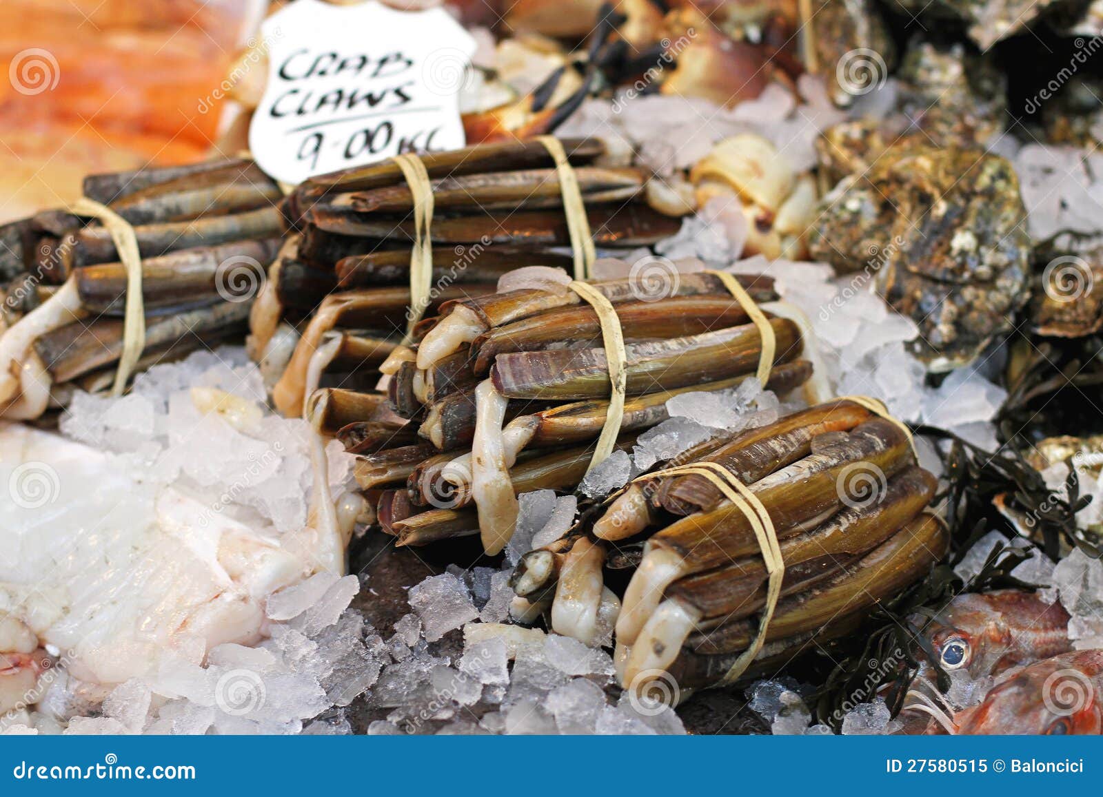 De Tweekleppige Schelpdieren Van Het Scheermes Stock Afbeelding - Image ...