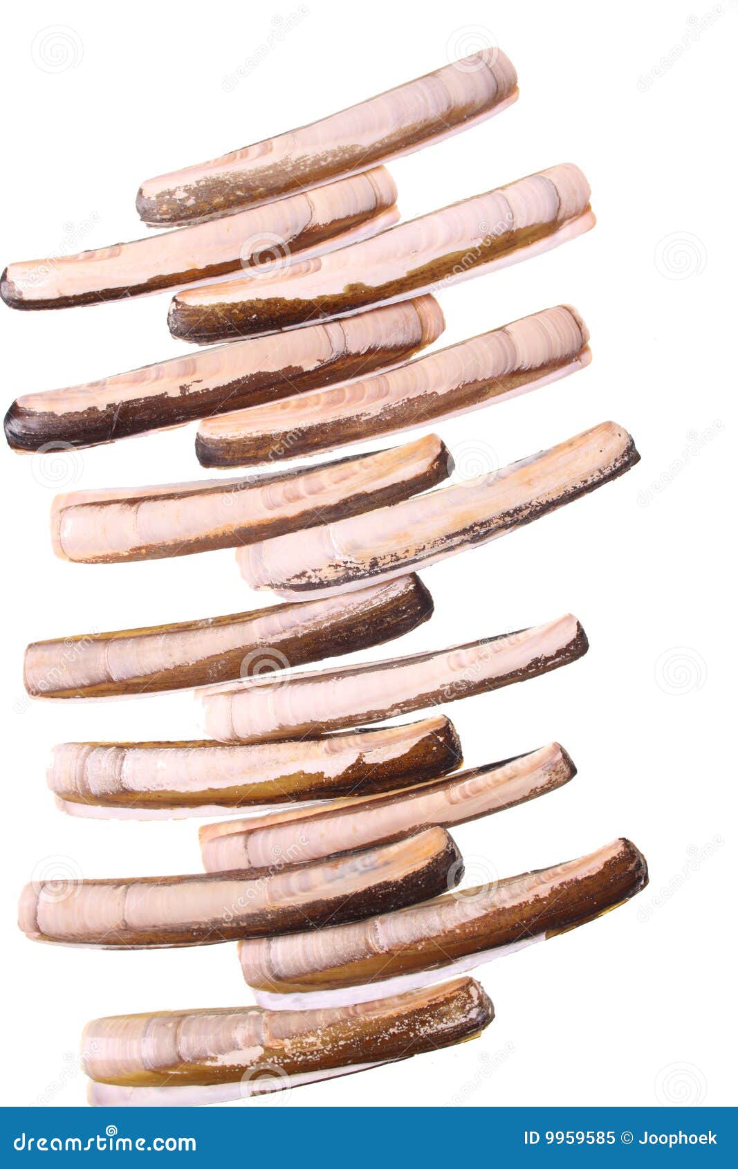 De Tweekleppige Schelpdieren Van Het Scheermes Stock Afbeelding - Image ...