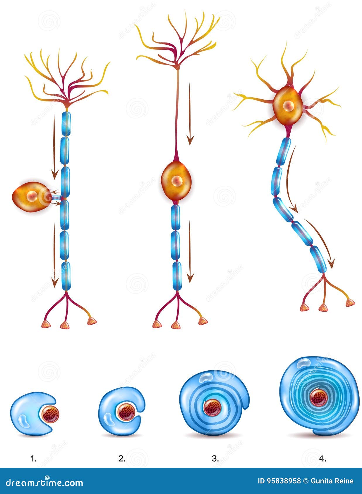 De Types Van Zenuwcel En Myelinschede Vector Illustratie - Illustration ...