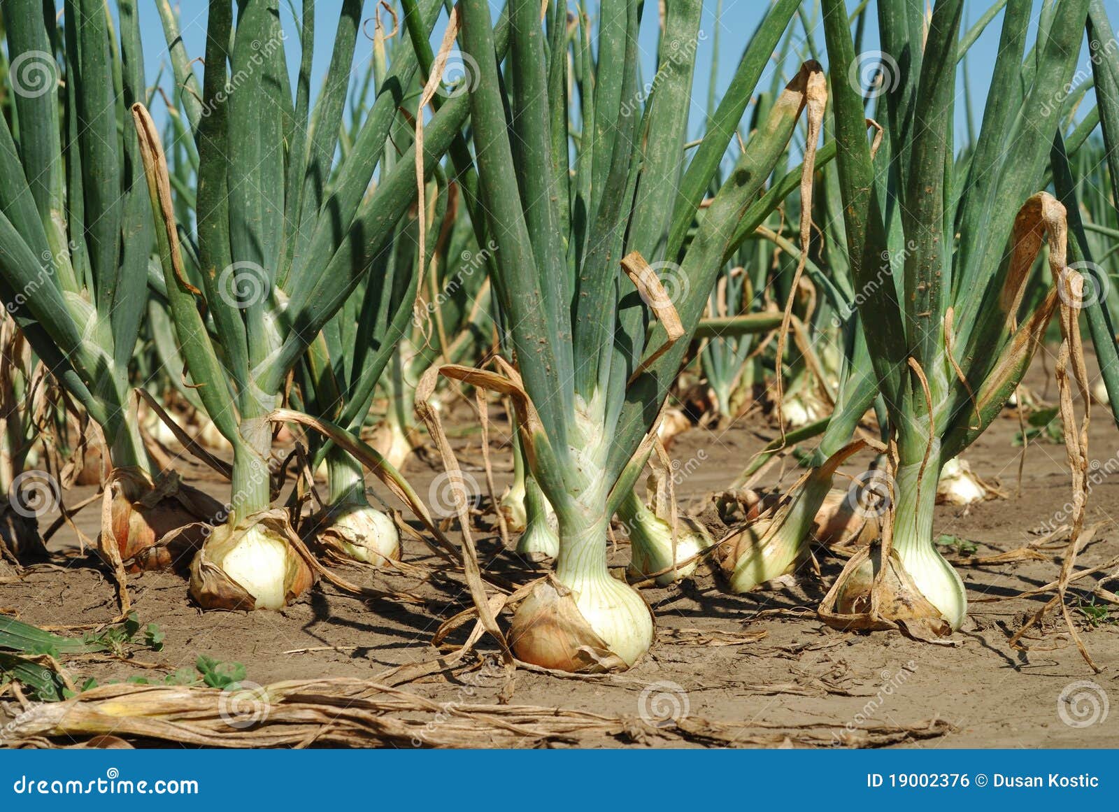De ui van de groei stock foto. Image of opbrengst, nave - 19002376