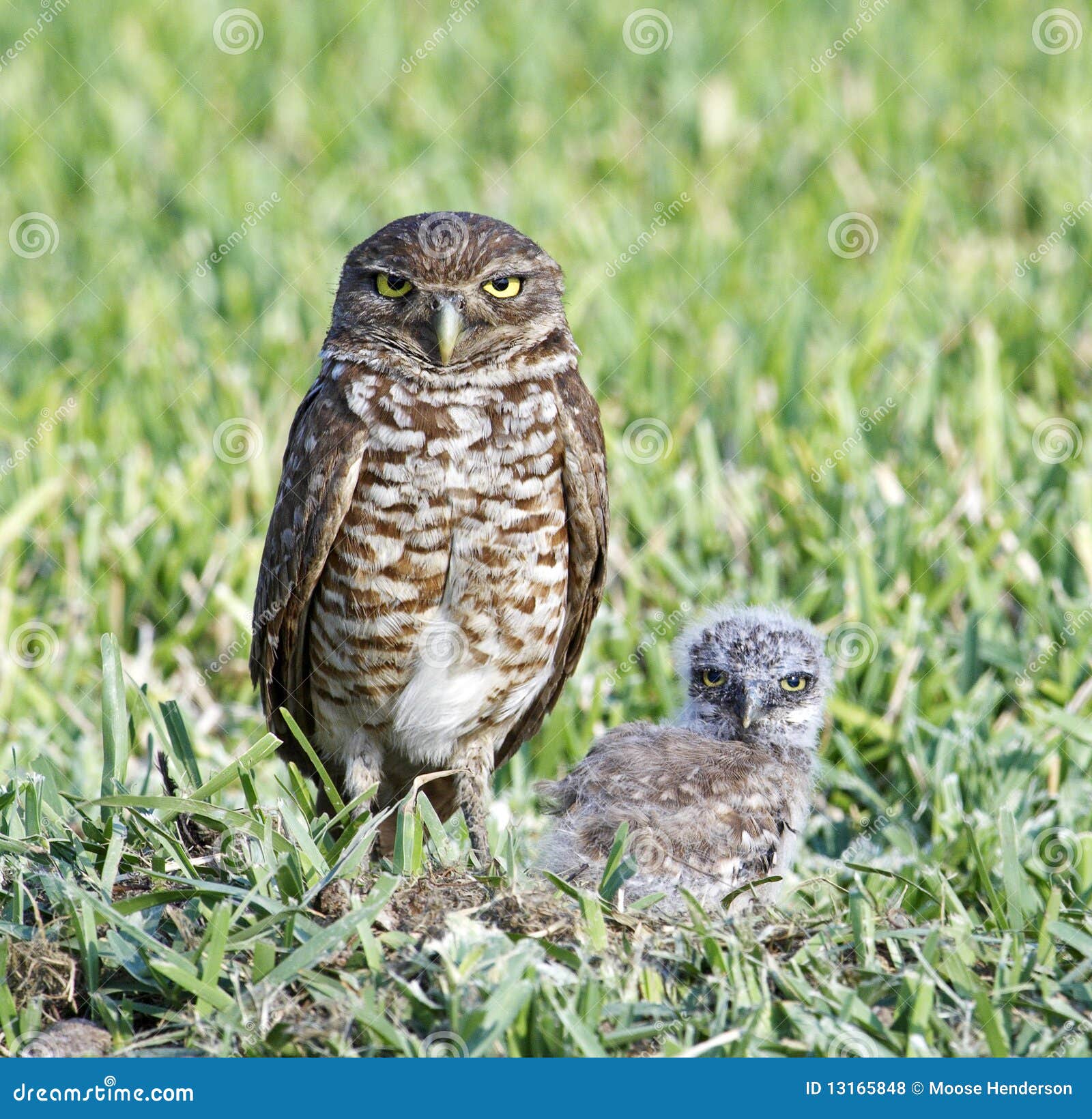 De Uil En De Baby Van Burrowing Stock Foto - Image of roofvogels ...