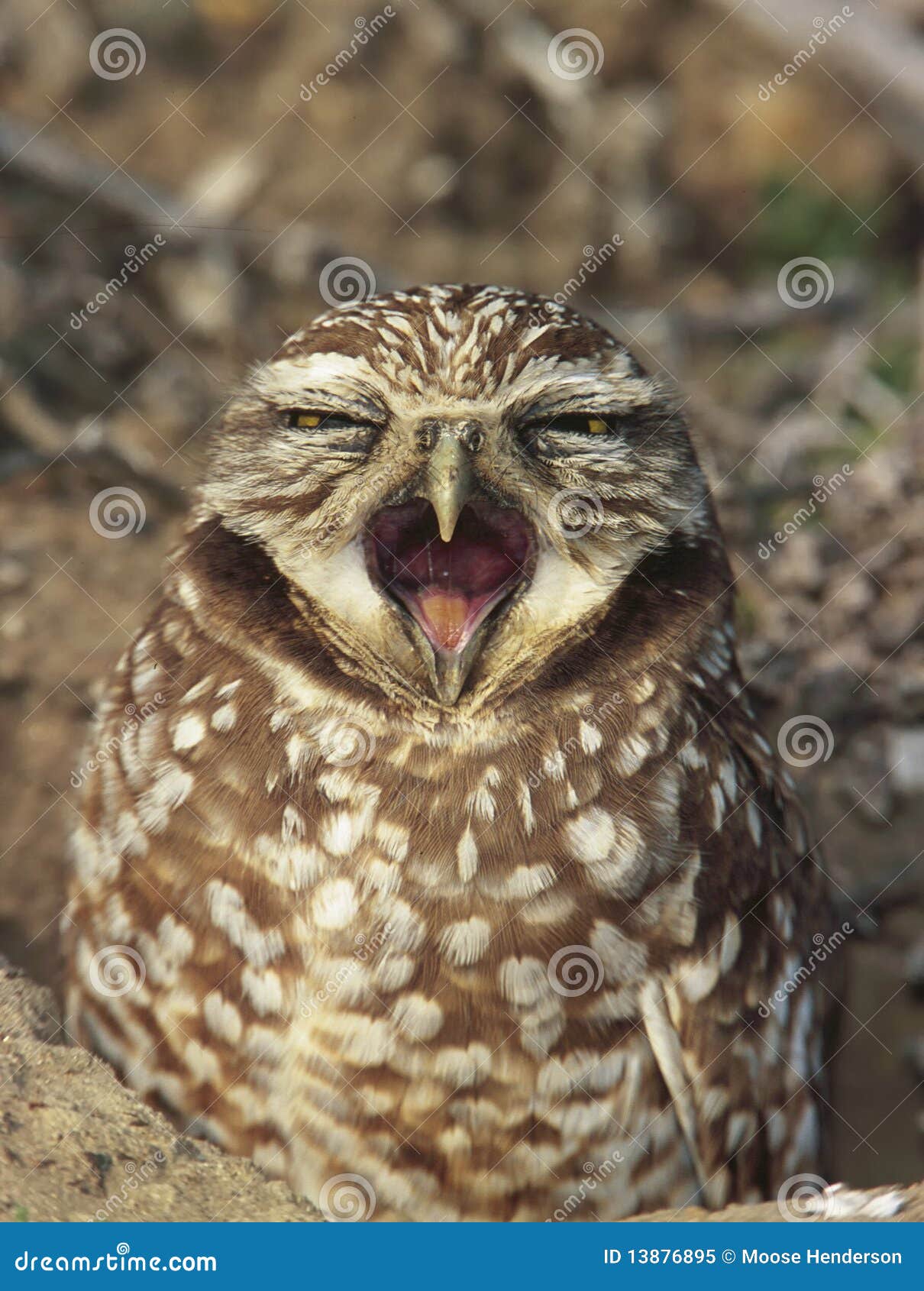 De Uil van Burrowing stock afbeelding. Image of californië - 13876895