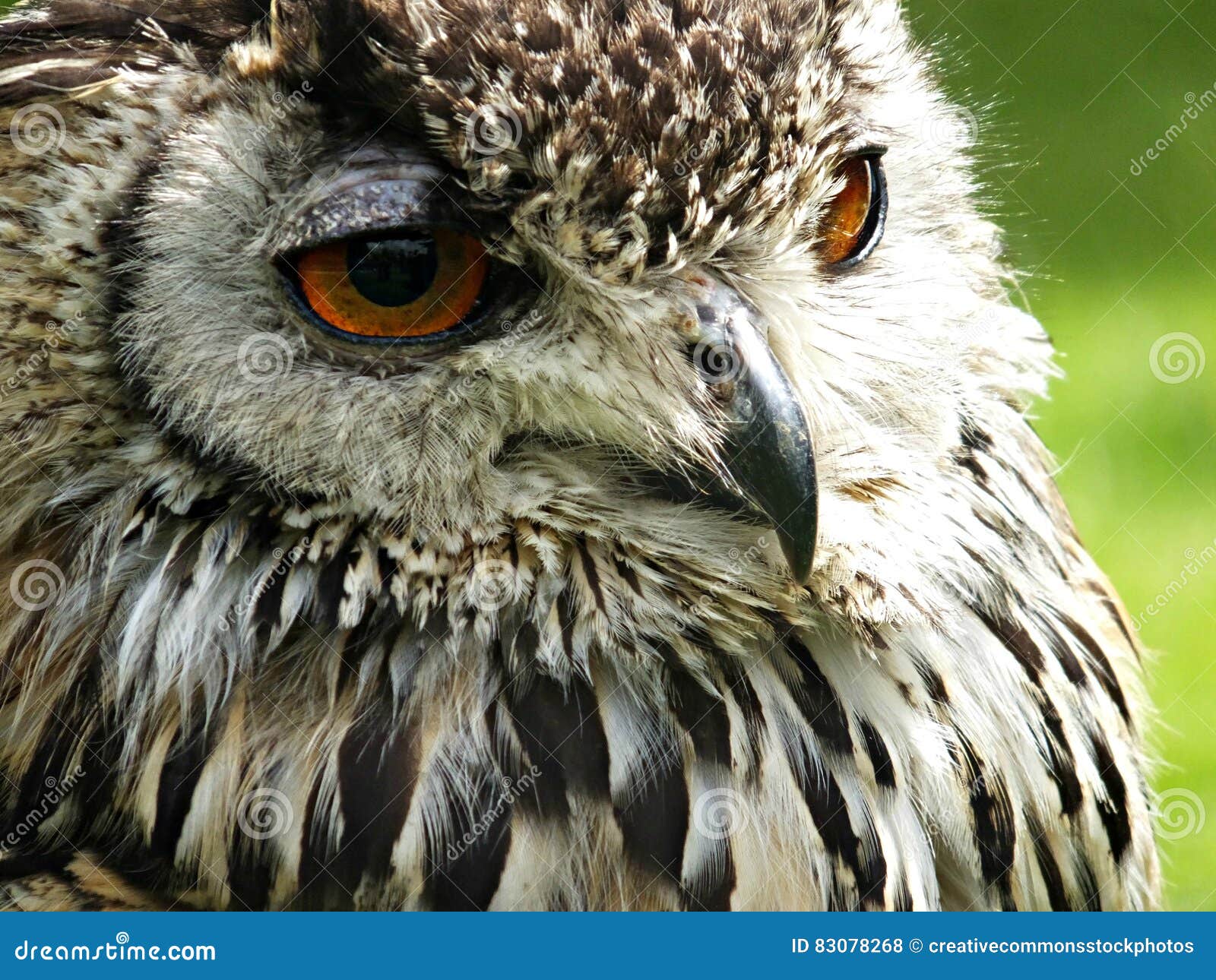 De Uil Van De Adelaar Picture. Image: 83078268