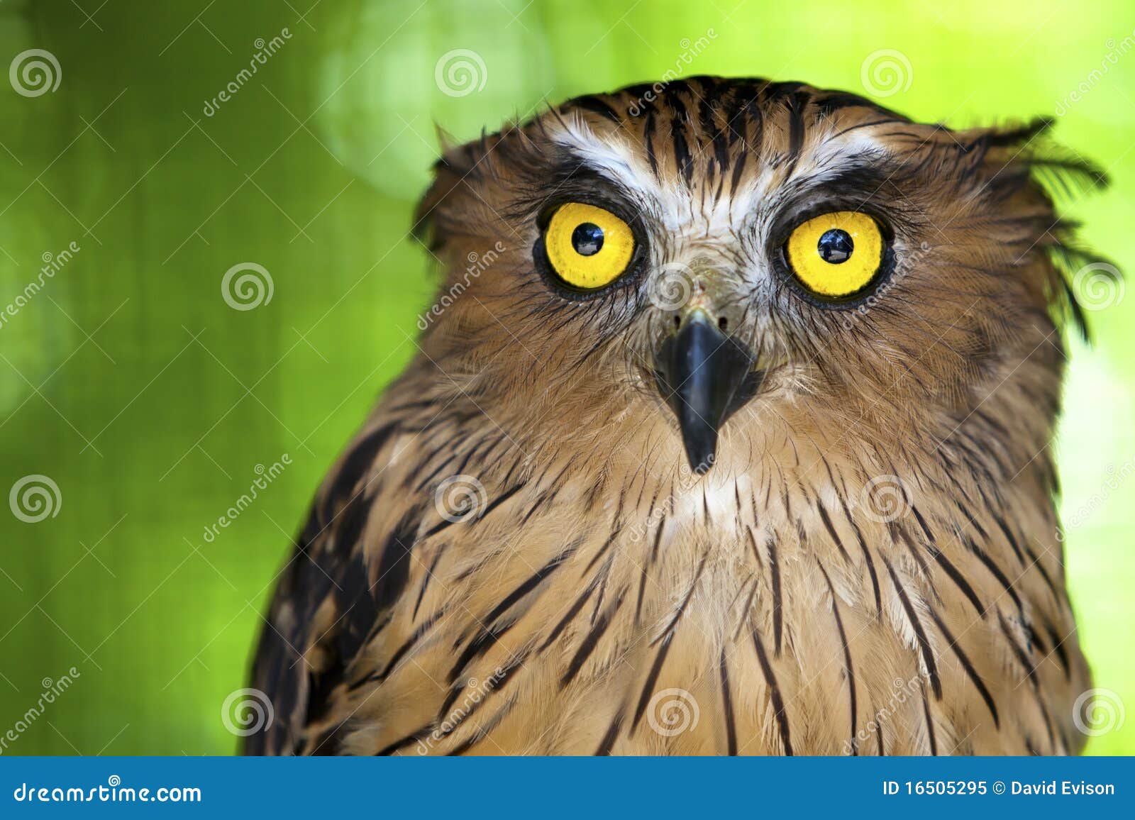 De Uil Van De Adelaar Met Het Doordringen Van Ogen. Stock Afbeelding ...