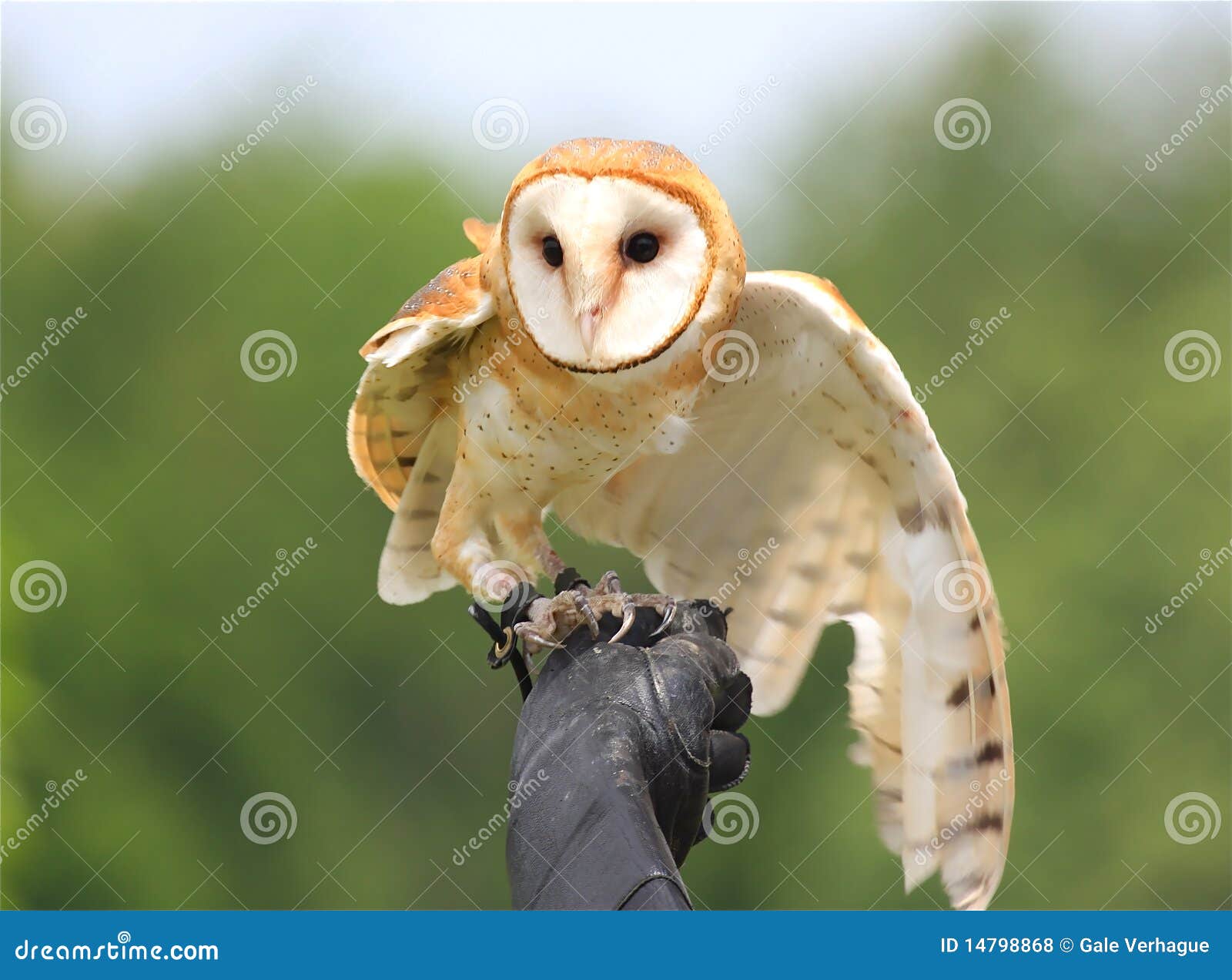 De Uil van de schuur stock foto. Image of veren, dier - 14798868