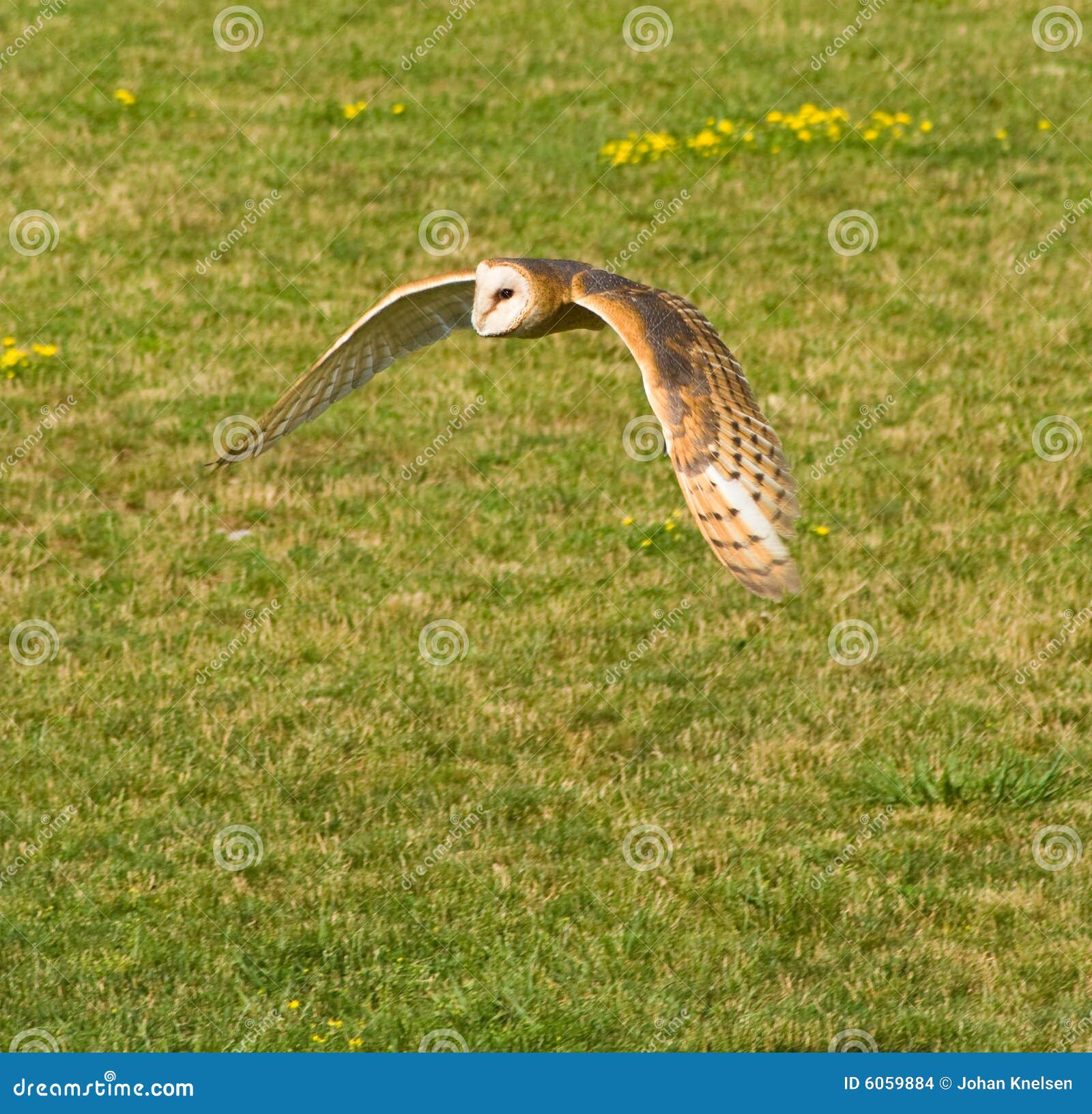 De Uil van de schuur stock foto. Image of schuur, macht - 6059884