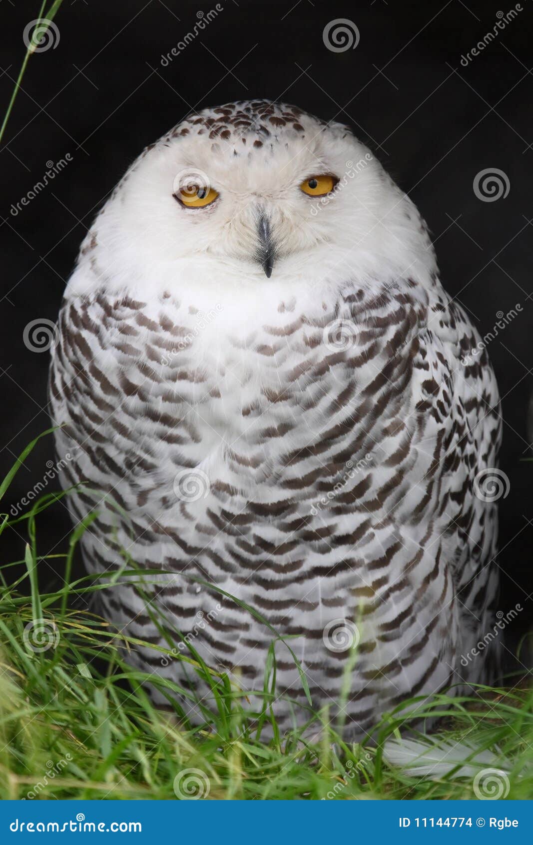 De uil van de sneeuw stock foto. Image of vogel, kijk - 11144774