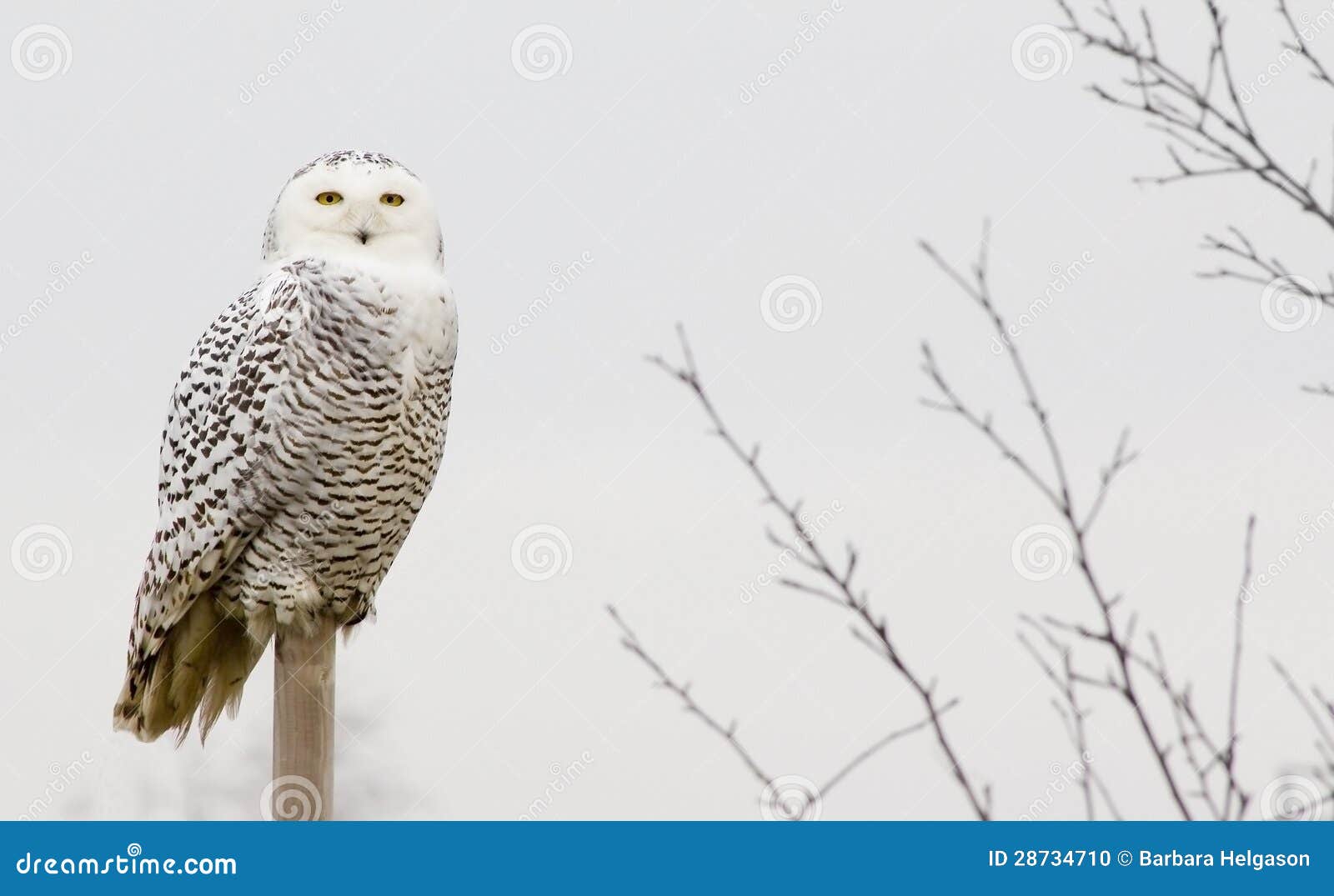 De uil van de sneeuw stock foto. Image of mensen, status - 28734710