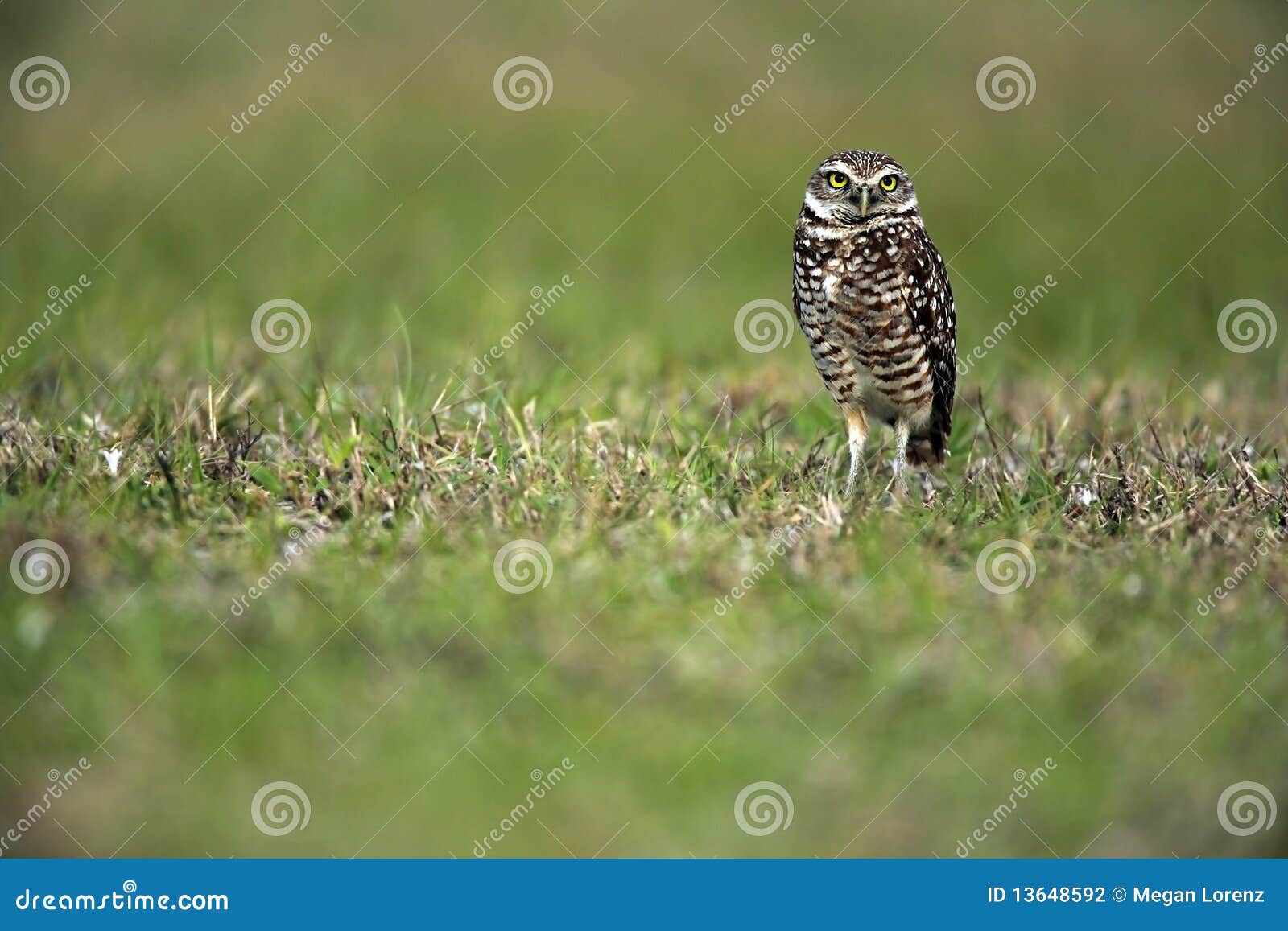 De Uil Van Florida Burrowing Stock Foto - Image of alarm, voorgrond ...