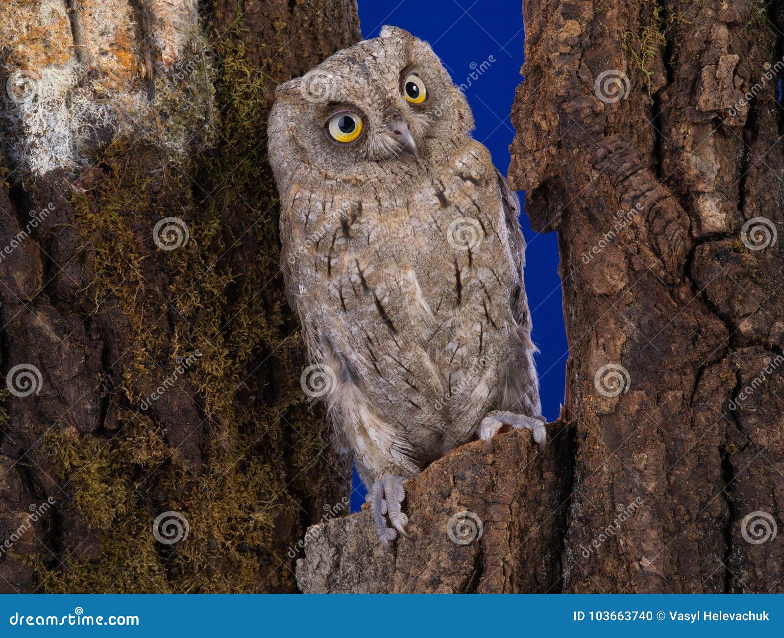De Uil Zit Op Een Boom in Het Hout Stock Foto - Image of schors, wild ...