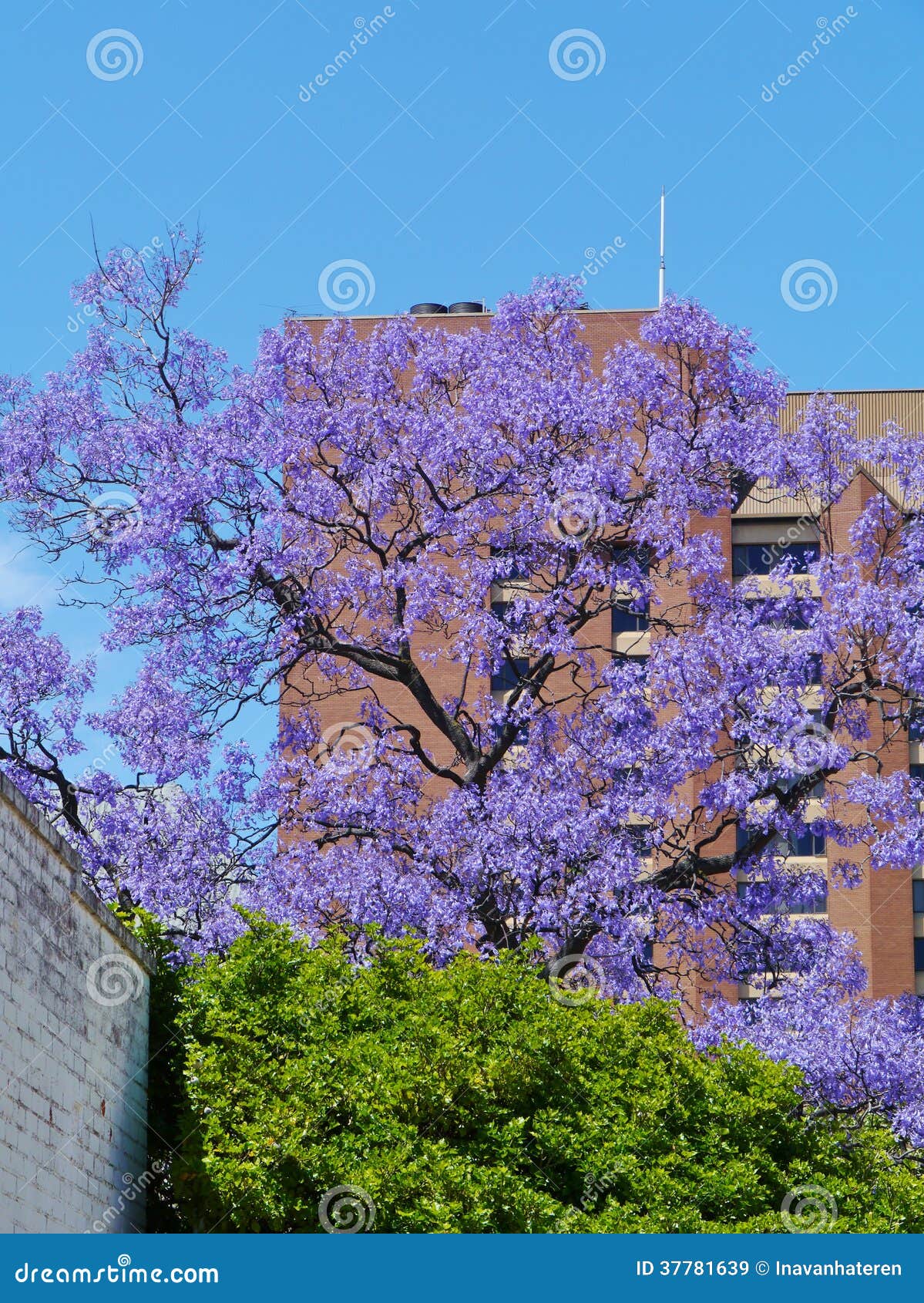 De Uitbarsting Van Kleur Van De Jacaranda-boom Stock Afbeelding - Image ...