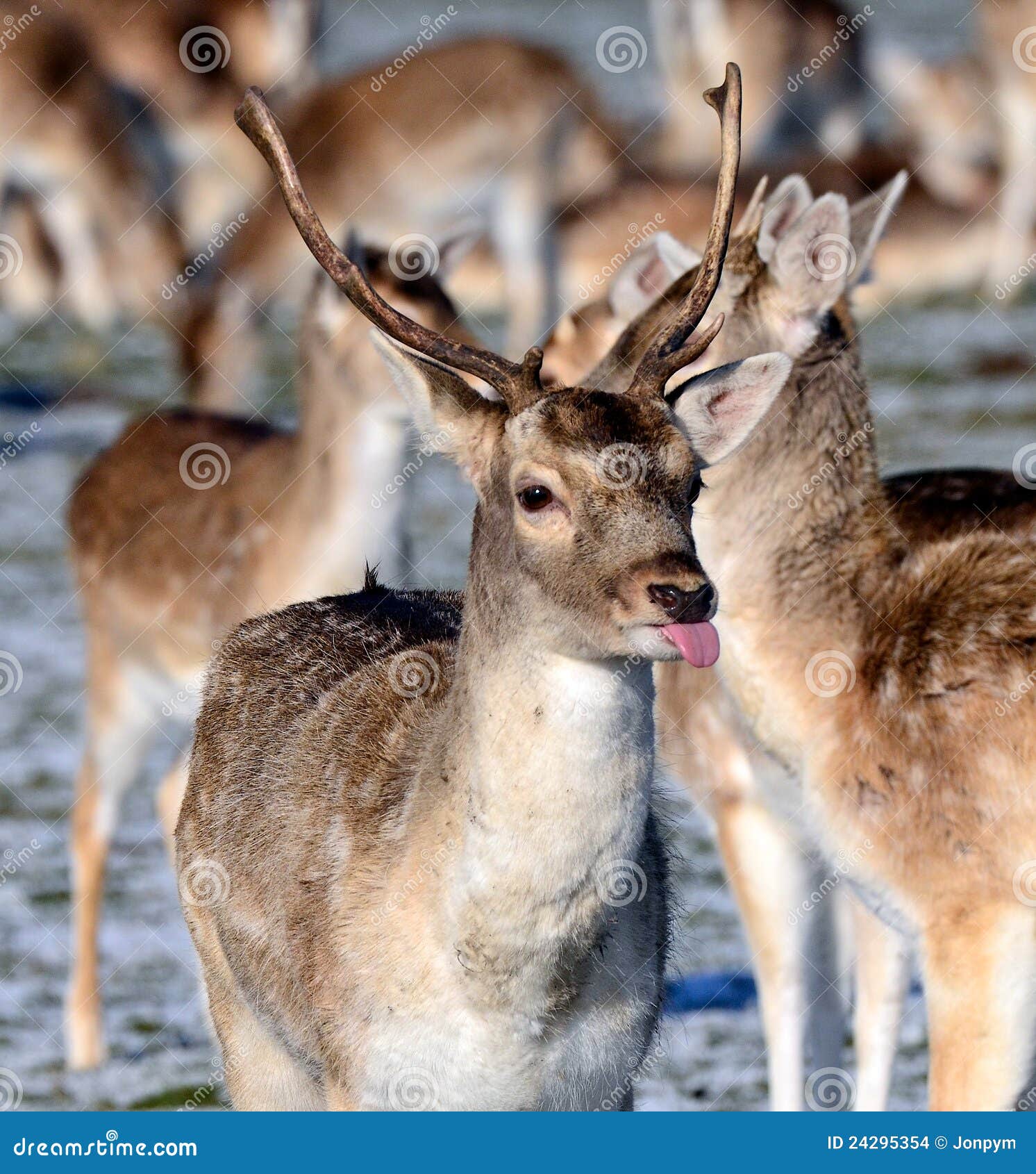 De Uitdrukking Van Mannetjes Stock Foto - Image of herbivoor, bambi ...