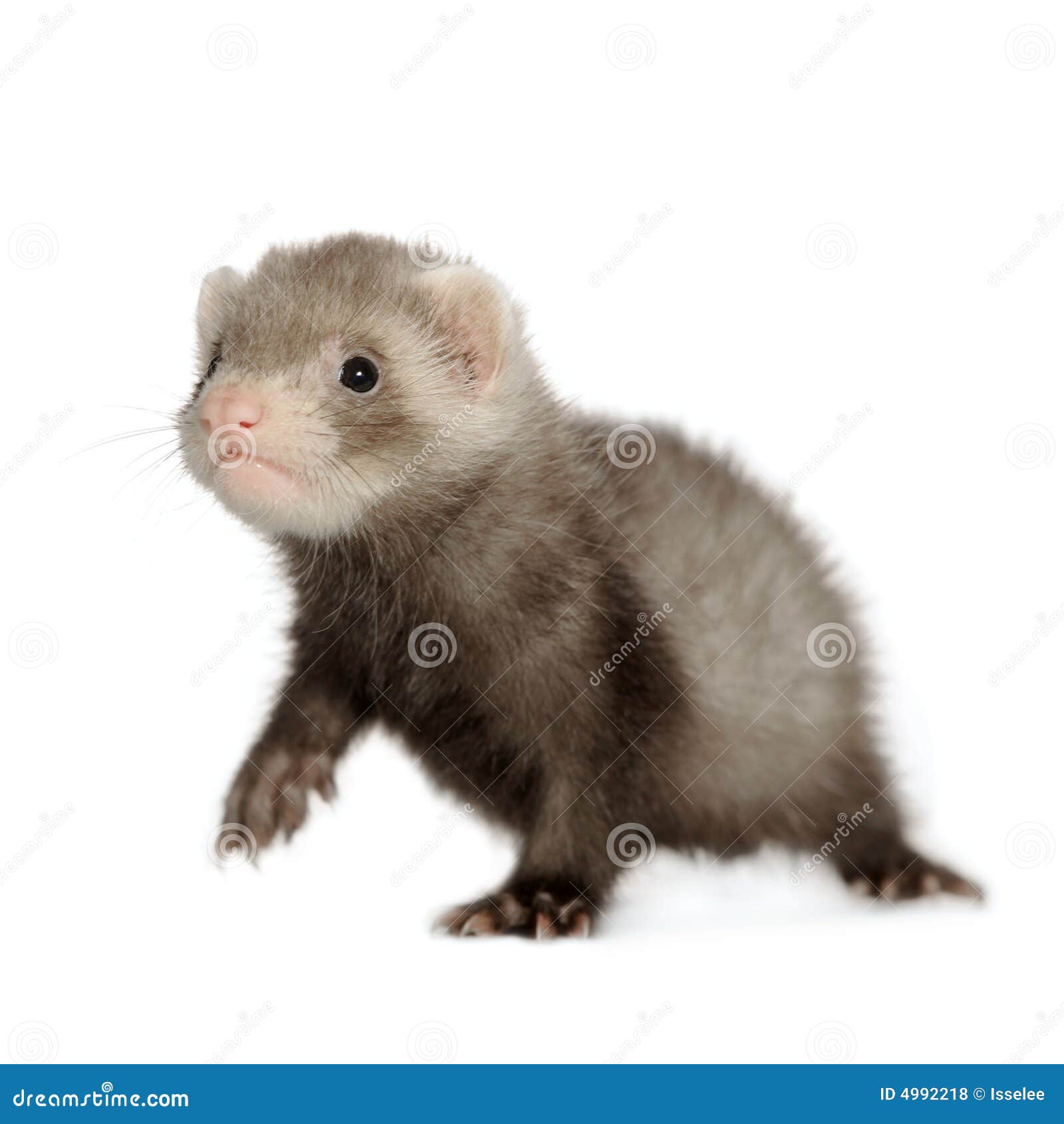 De uitrusting van het fret stock foto. Image of schot - 4992218