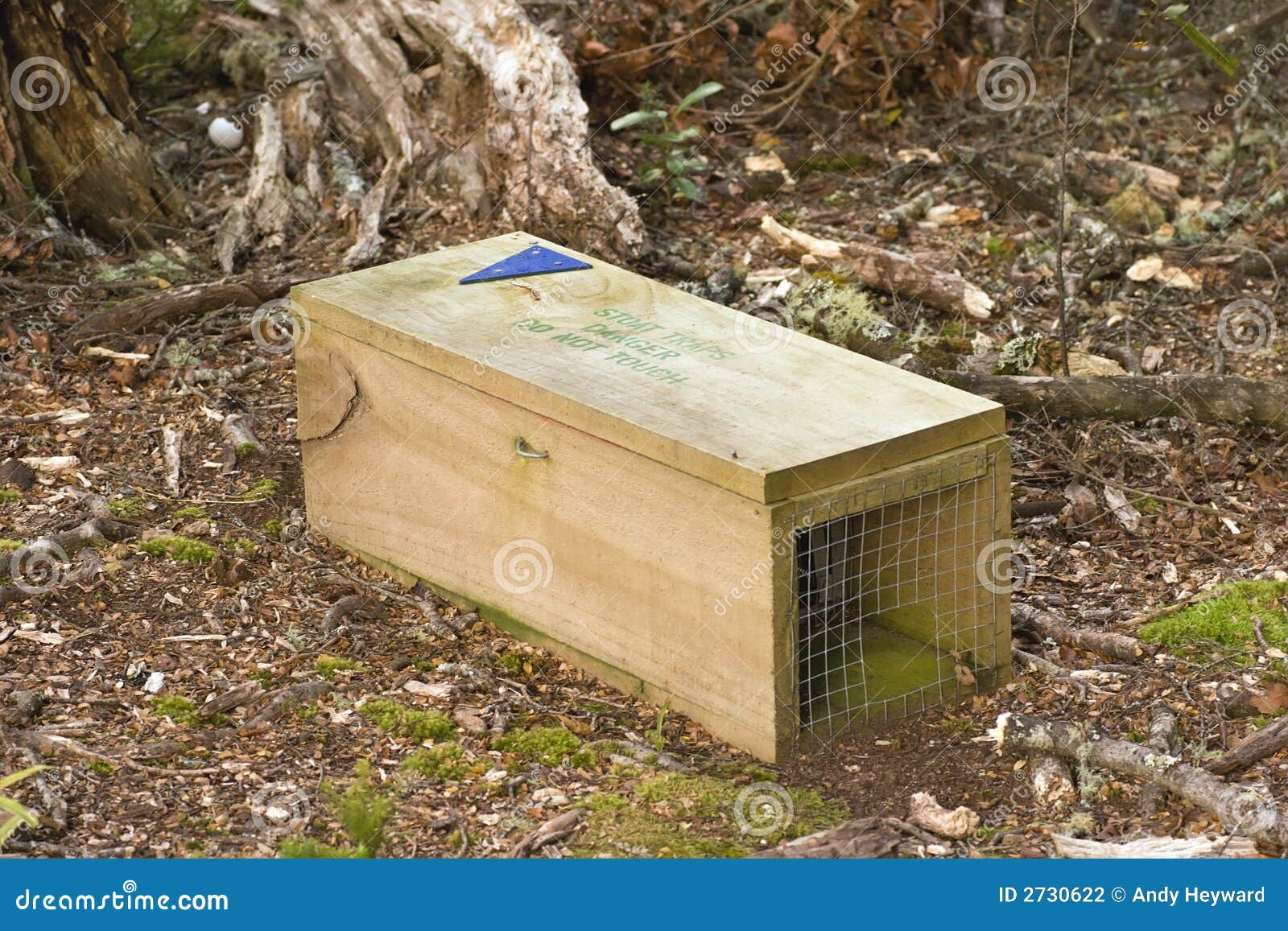 Hermelijn Witte Hermelijn Speelt Verstoppertje | Zelf Geschoten