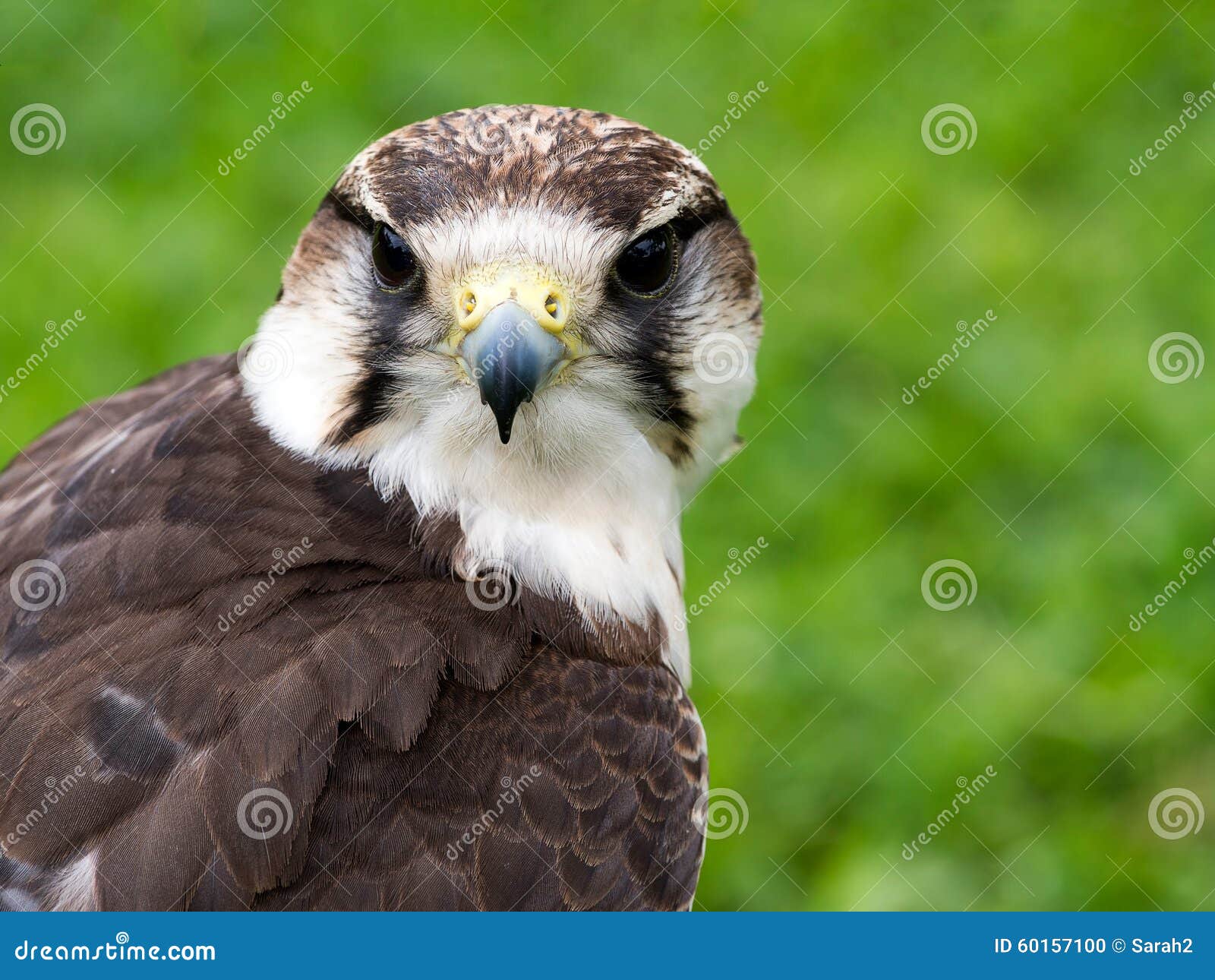 De Valk Van Lanner Falco-biarmicus Stock Foto - Image of vogel, hoofd ...