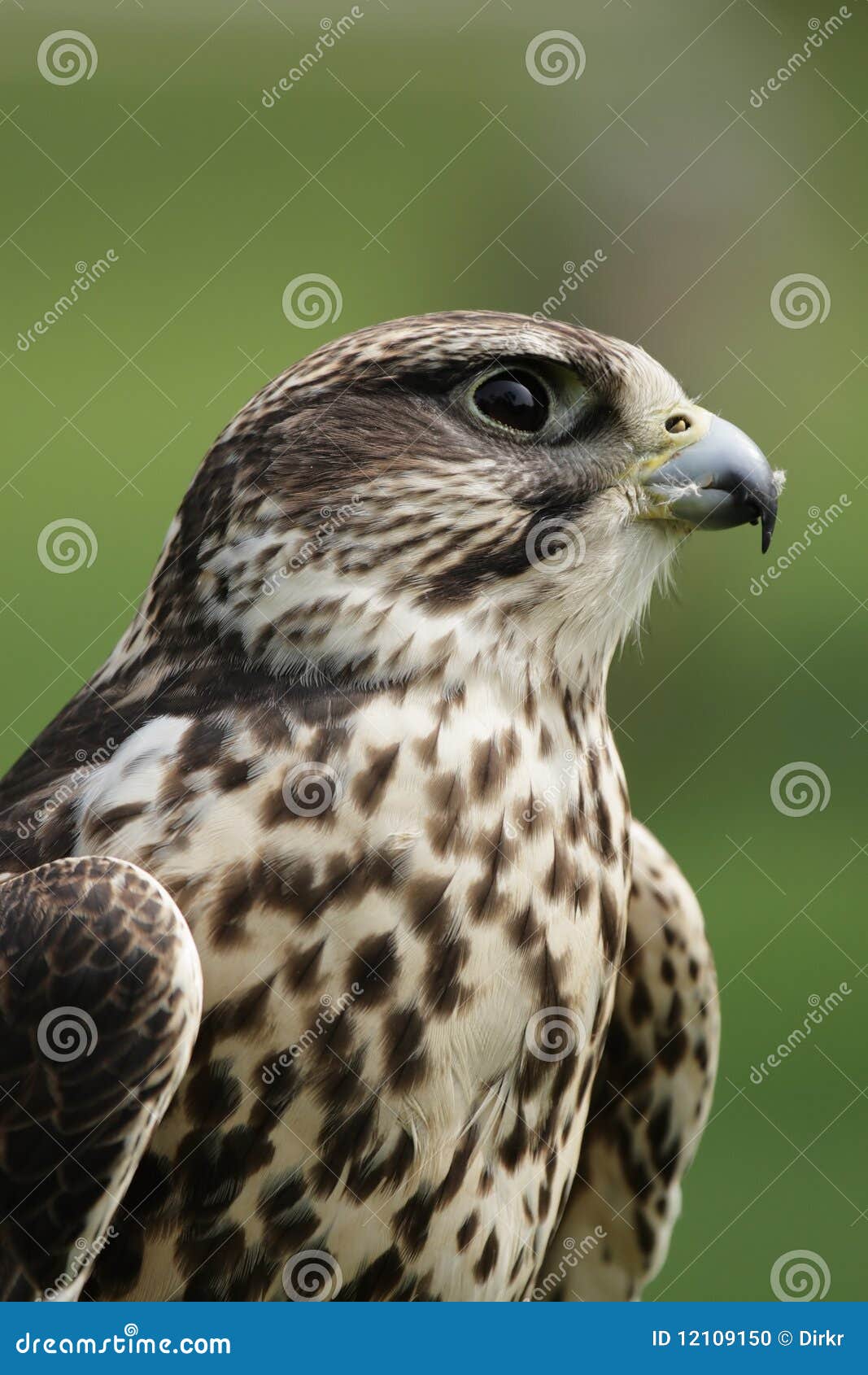 De Valk Van Saker (Falco Cherrug) Stock Foto - Image of dier, valk ...