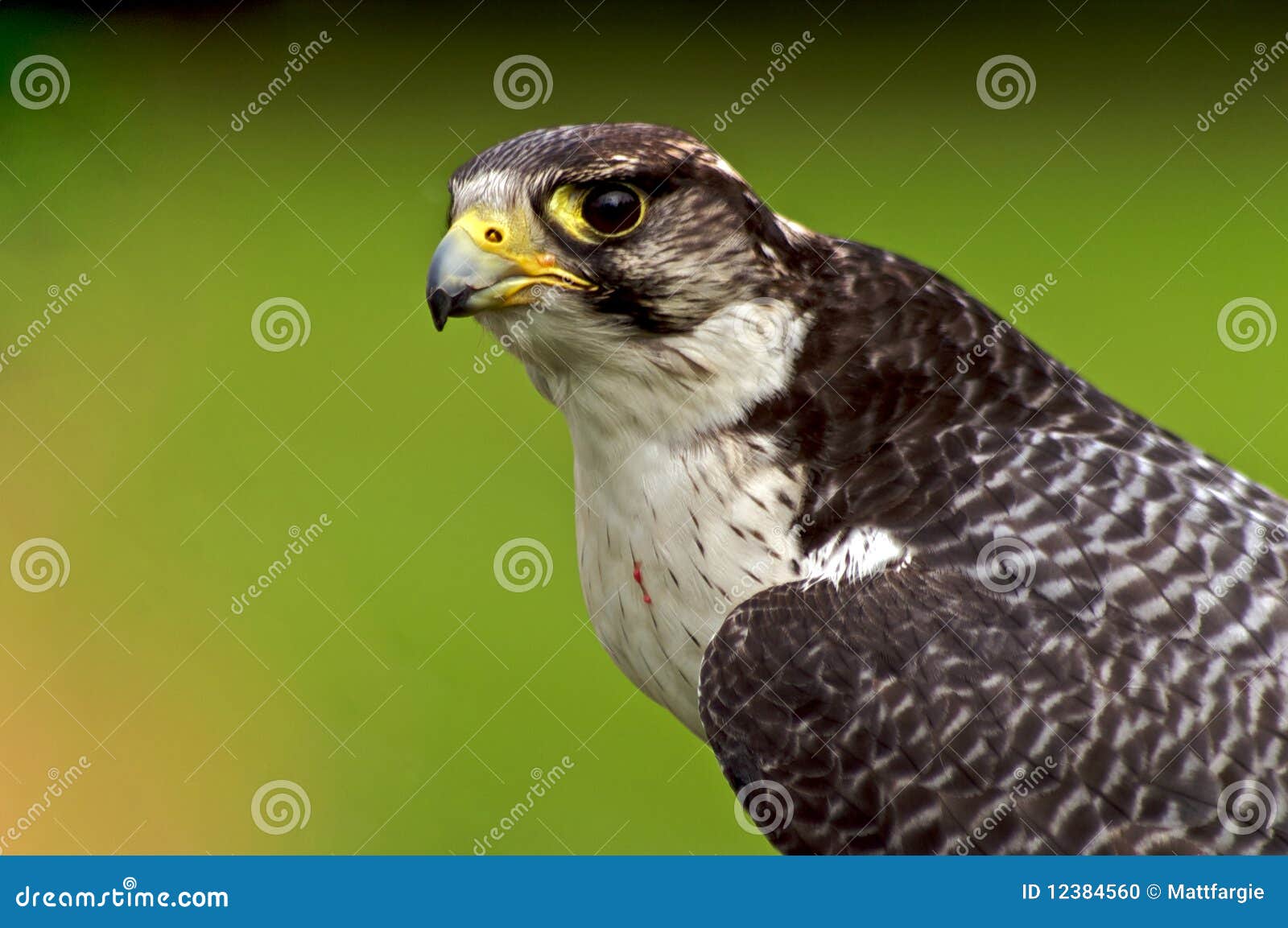 De valk ziet eruit stock foto. Image of jacht, vogel - 12384560